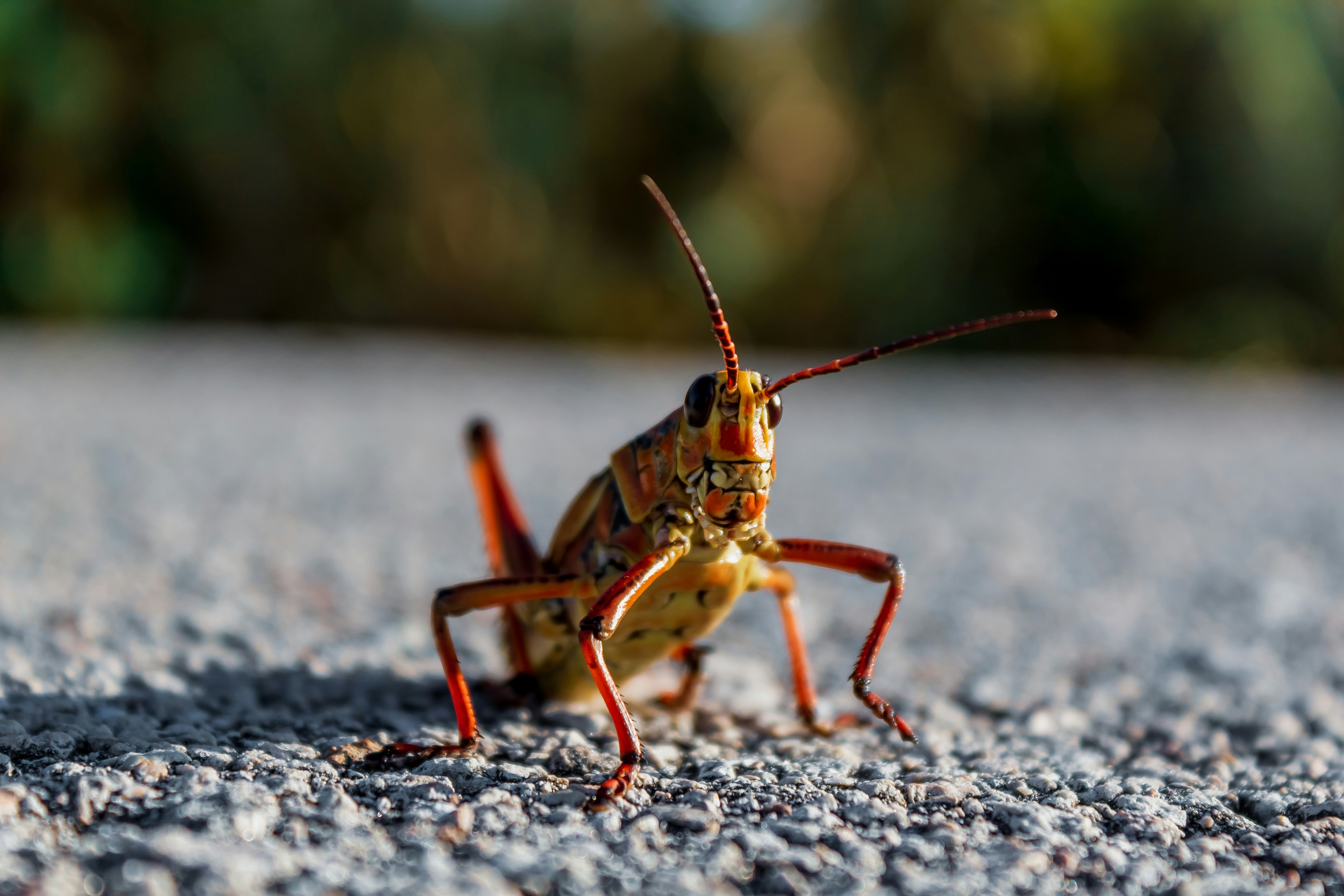 Close-up of a vibrant grasshopper perched on a textured surface, showcasing its detailed features and colors.