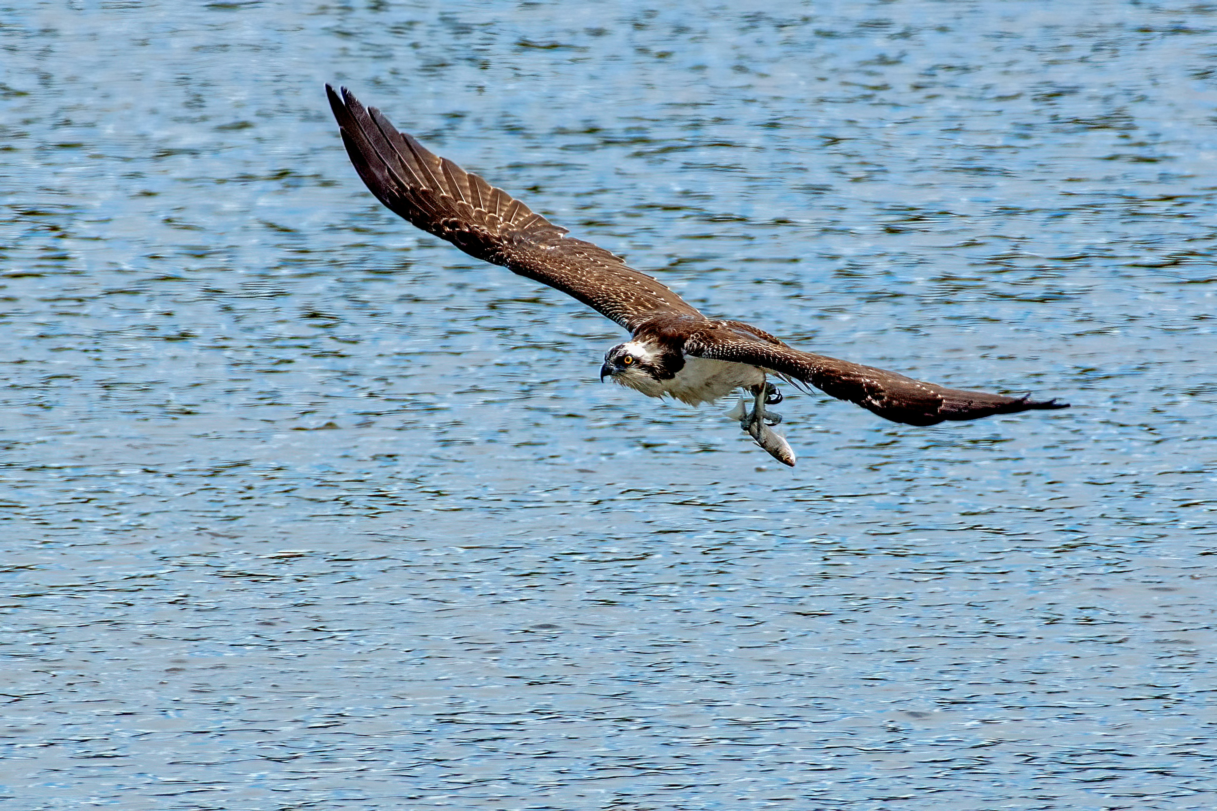 Osprey with a catch