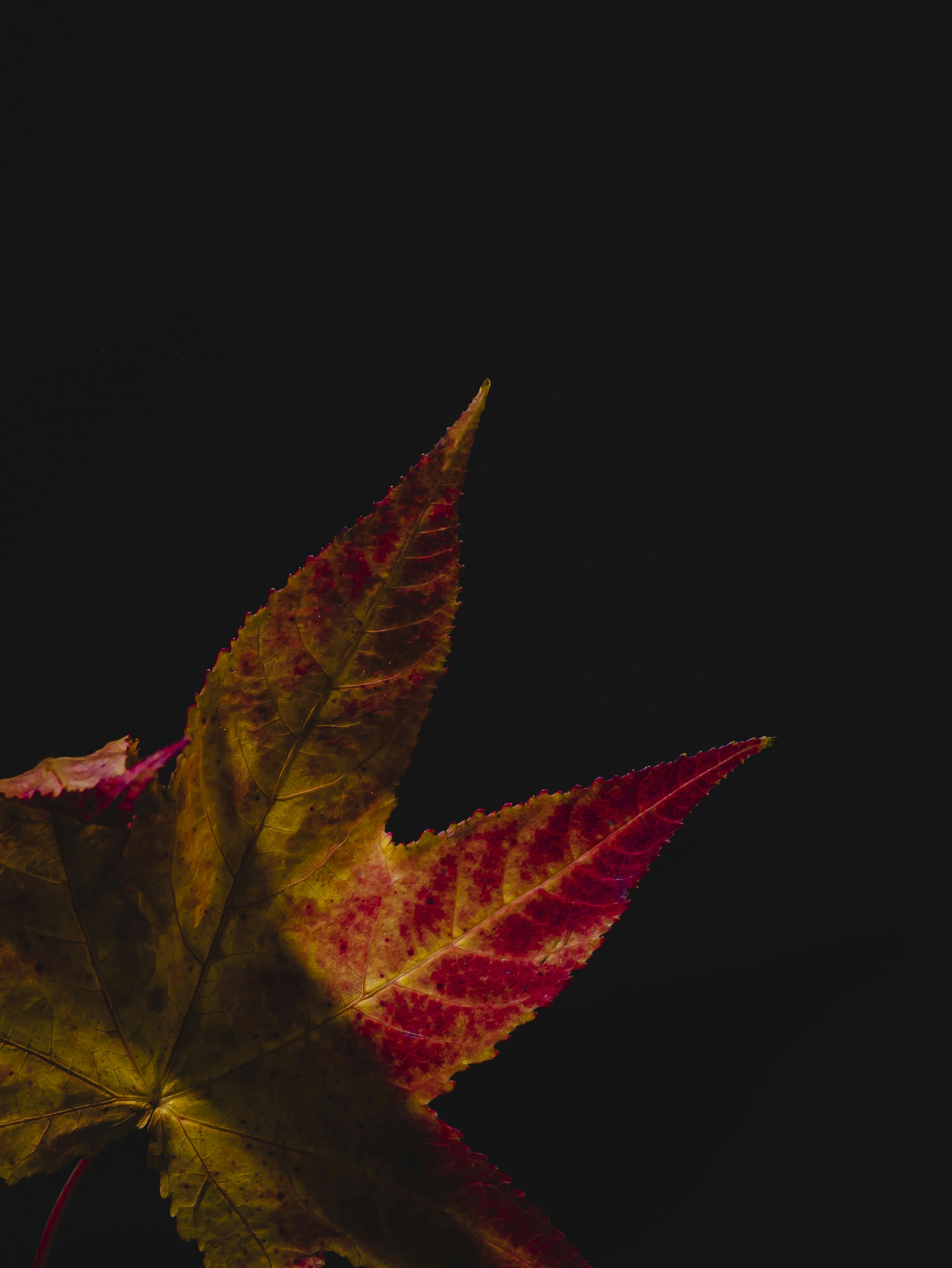 Autumn Maple Ember: A Leaf Against Midnight