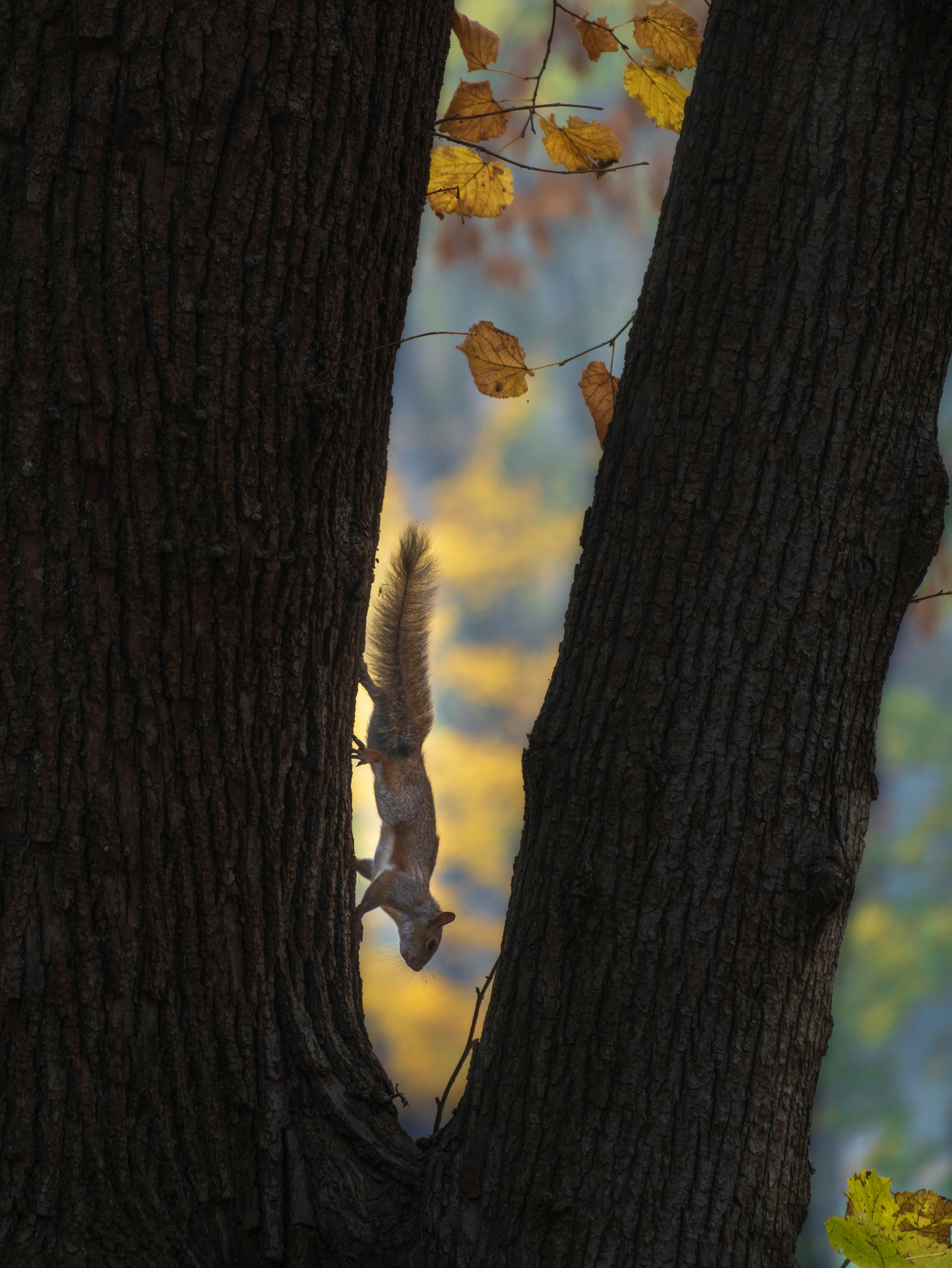 Between Two Giants: a Squirrel Clinging to a Trunk Teases Autumn Light
