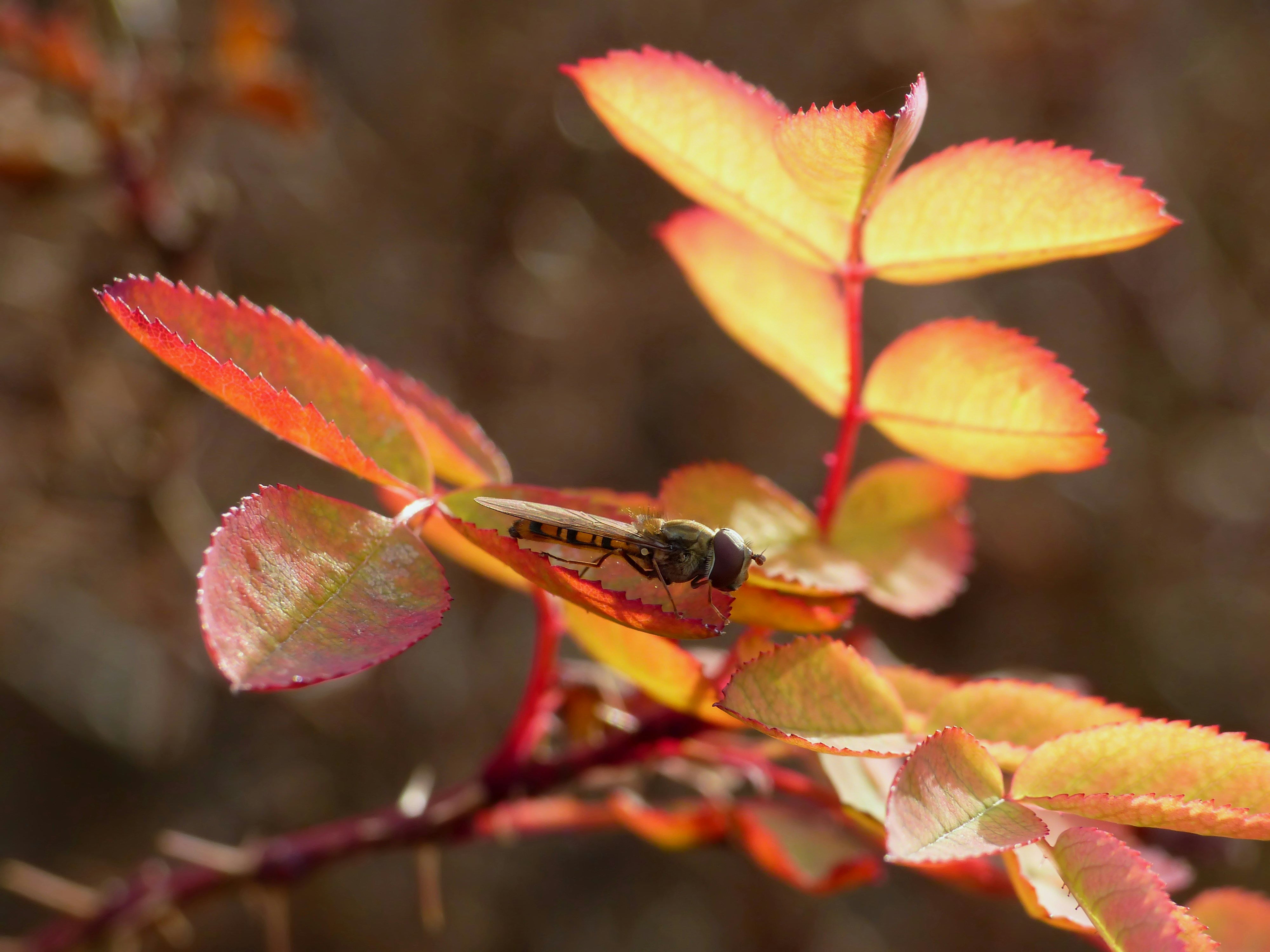 Hoverfly on Ember Leaves: A Quiet Dance of Autumn Light
