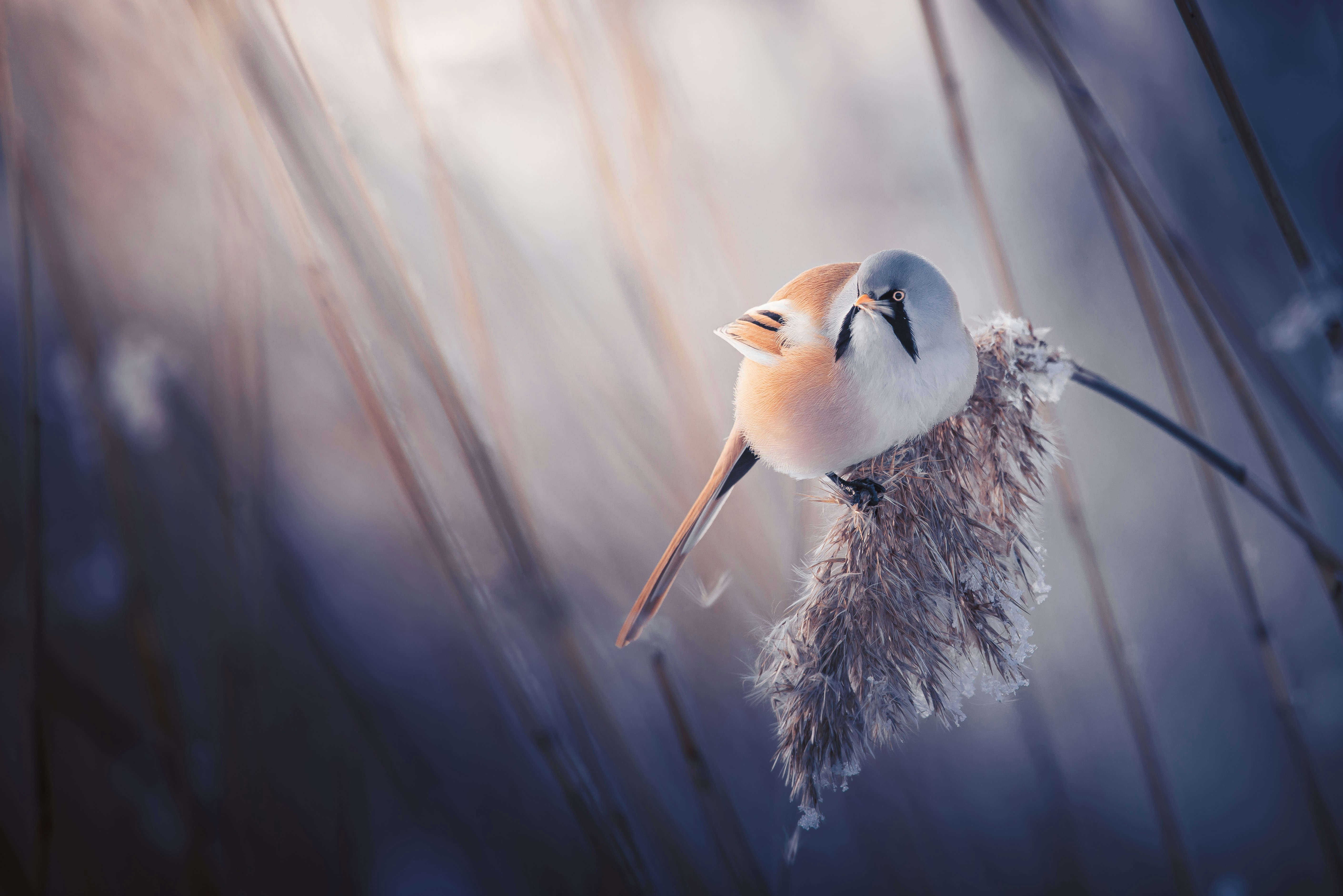 A charming bird perched on a frosted reed, surrounded by a soft, blurred winter landscape. The delicate details of its plumage contrast with the cool tones of the background.