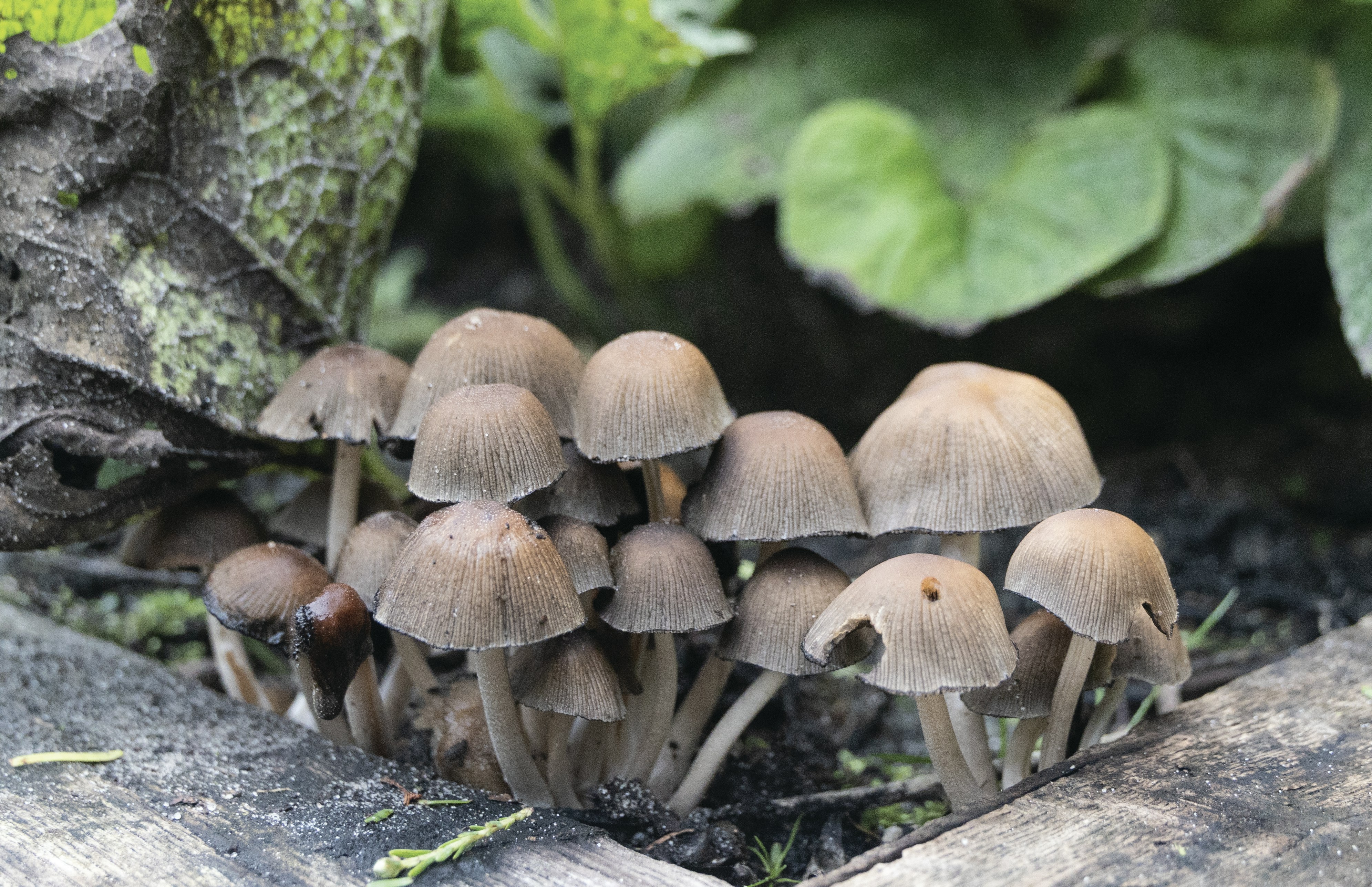 Cluster of small mushrooms nestled among foliage and wooden debris, showcasing the intricate details of nature's undergrowth.