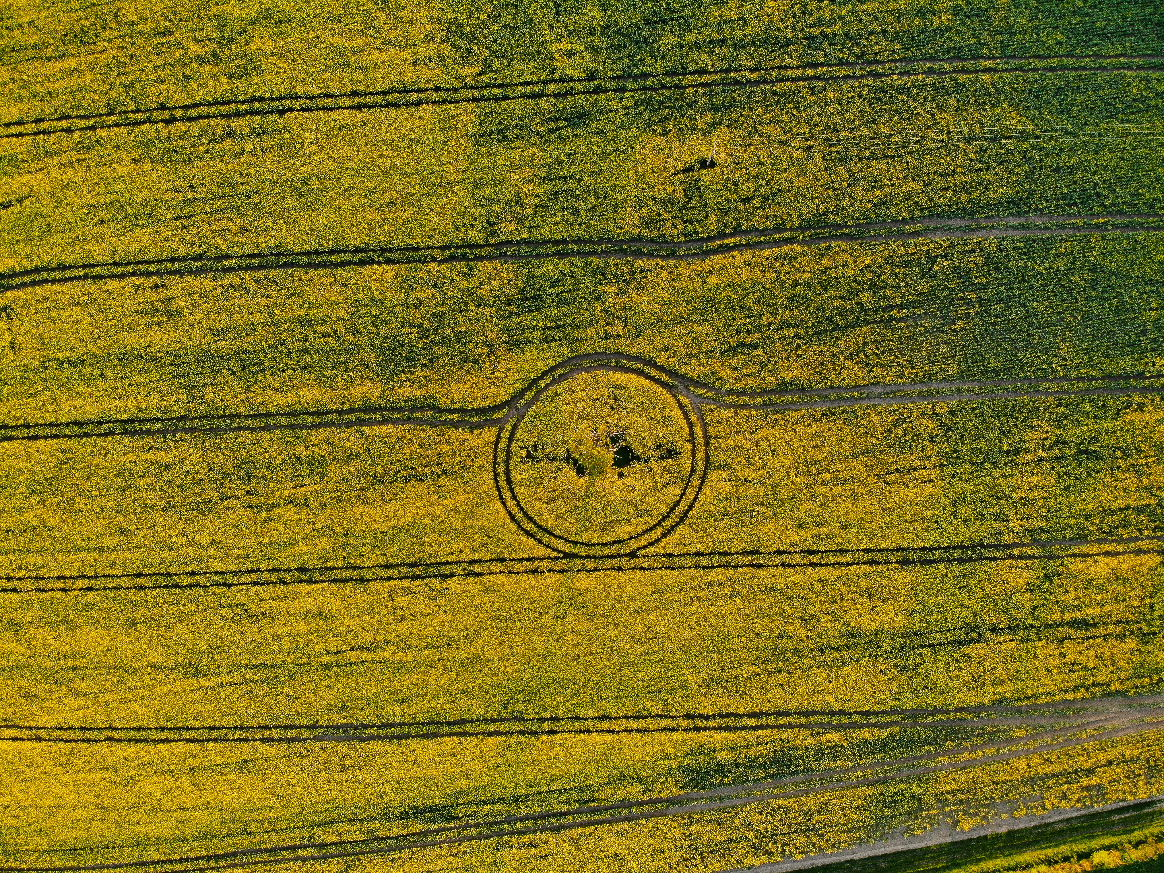Circular Field Muster: Yellow Crop Circles in an Aerial View