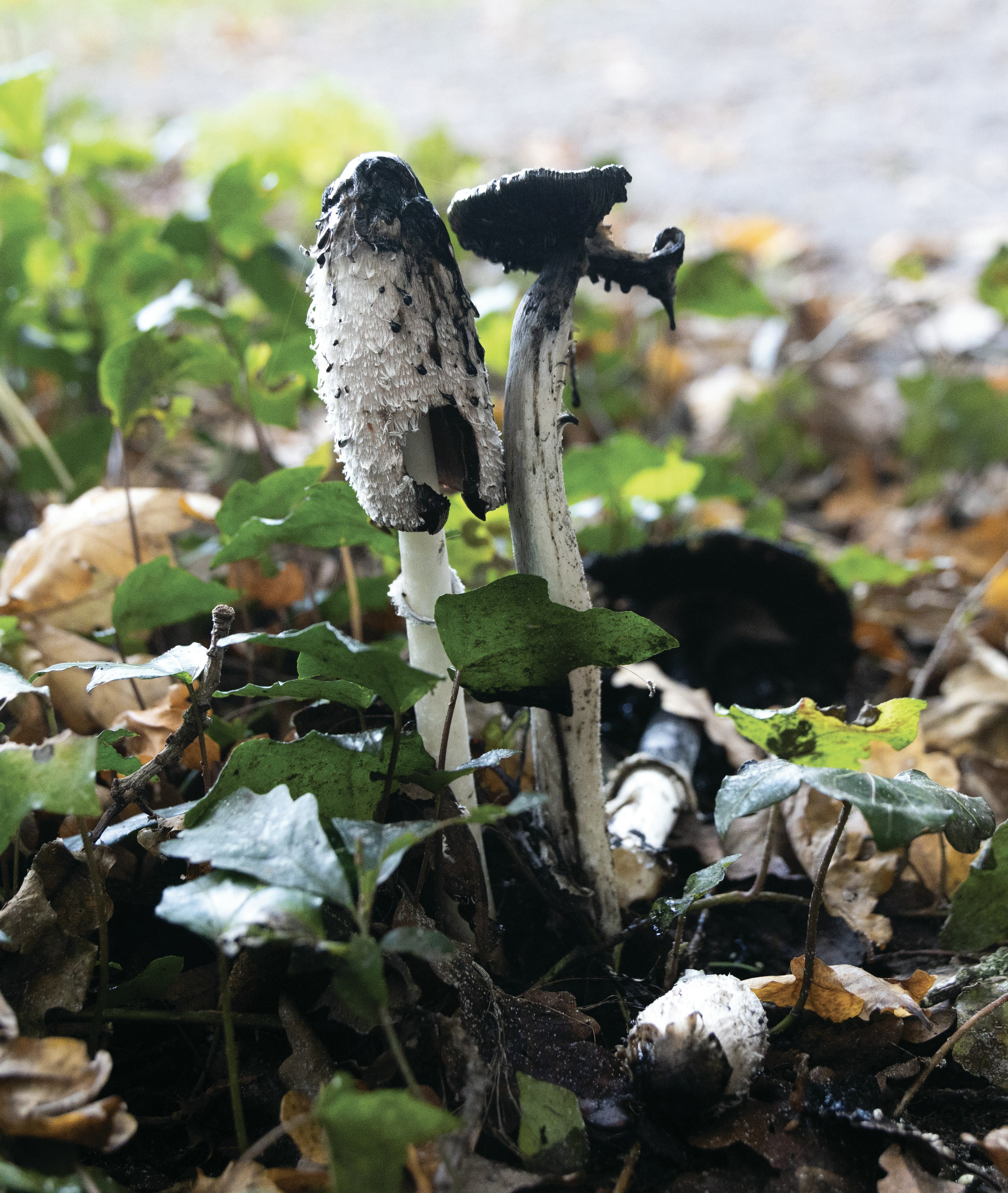 Whimsical Woodland Mushrooms
