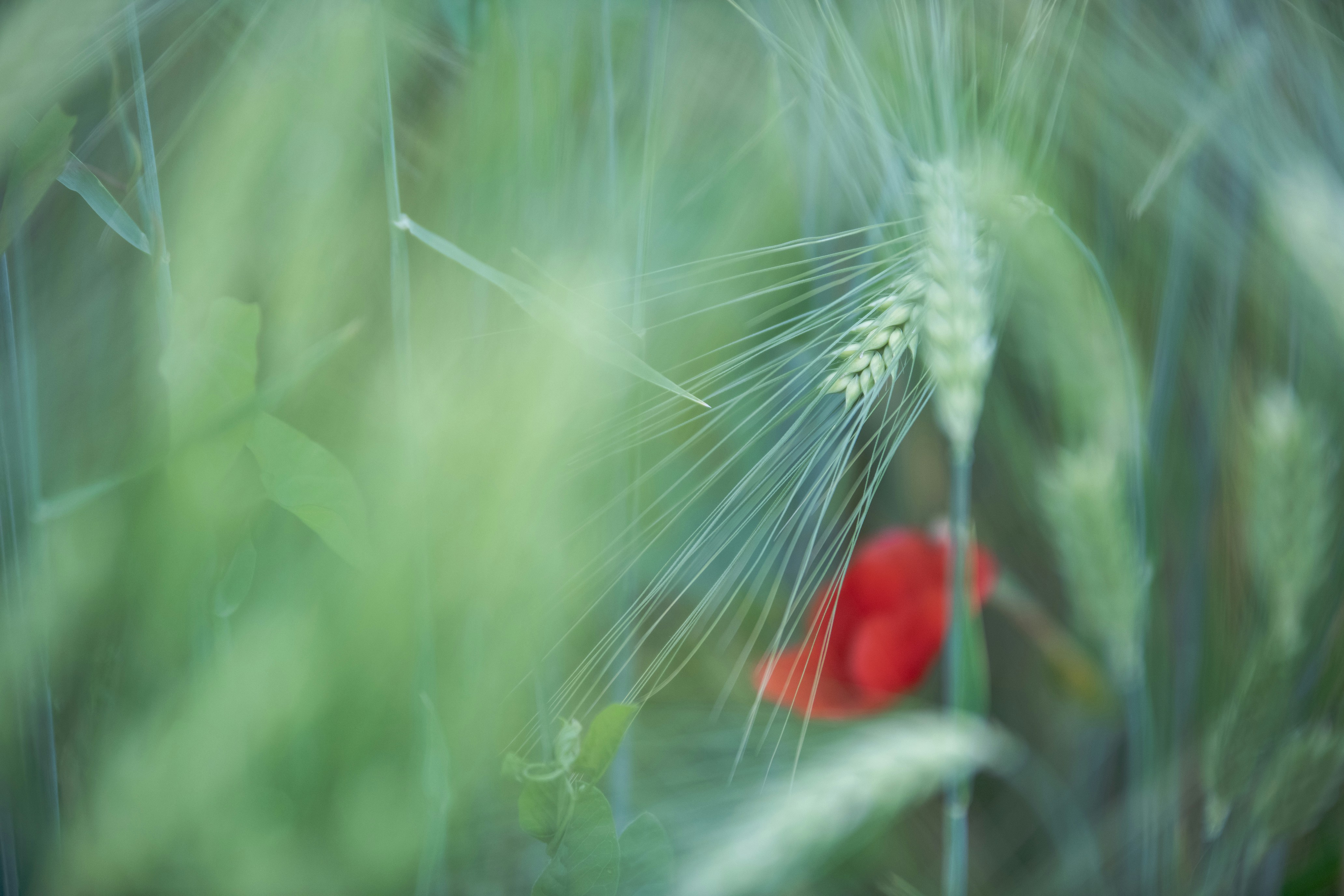 Crimson Poppy Breaking Through a Sea of Green Grains