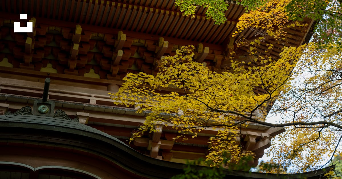 建物の前に黄色い葉っぱが生い茂る木の写真 Unsplashの無料建物写真