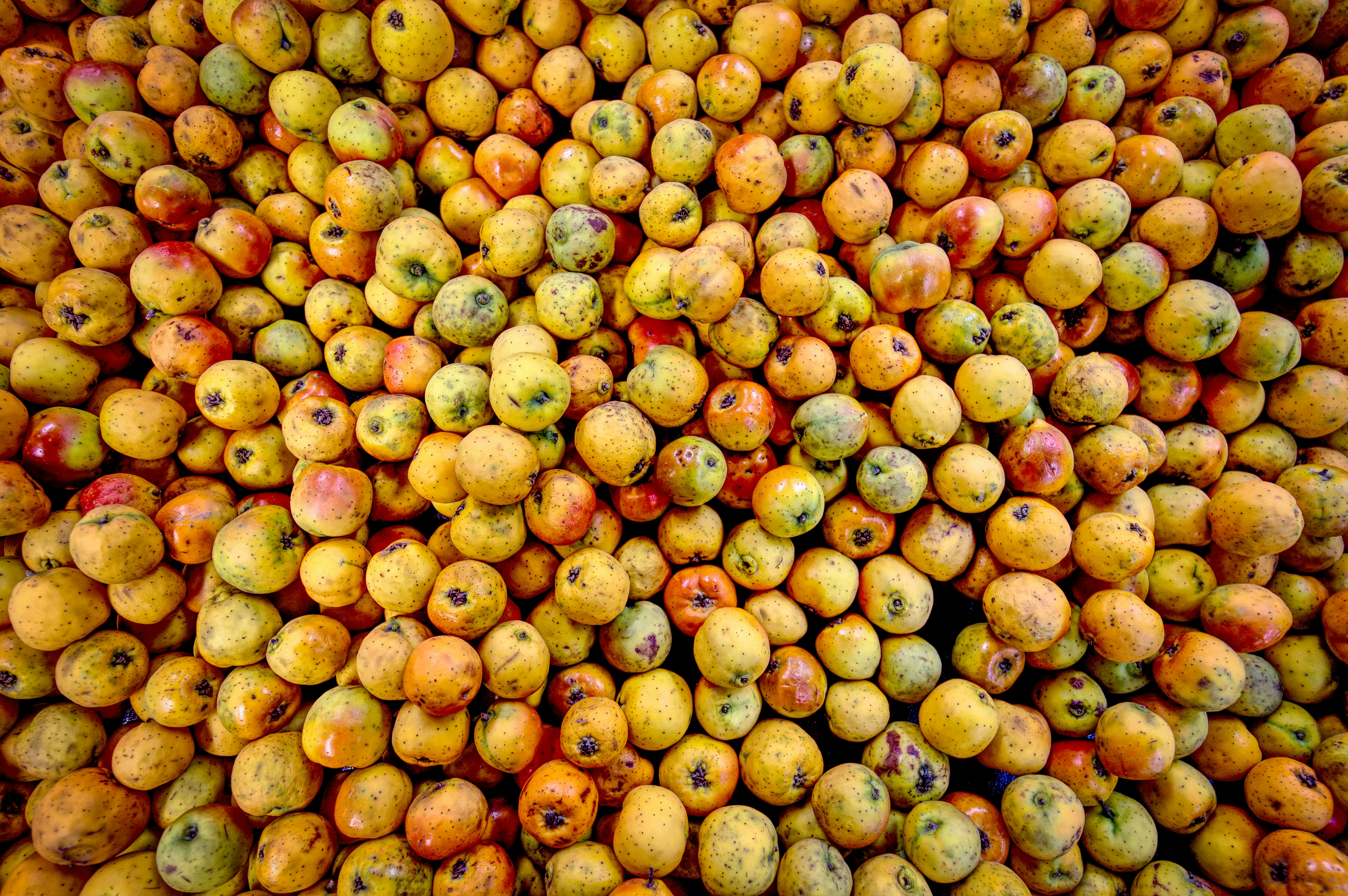 A large pile of fruit sitting on top of a table photo – Free Aurora ...