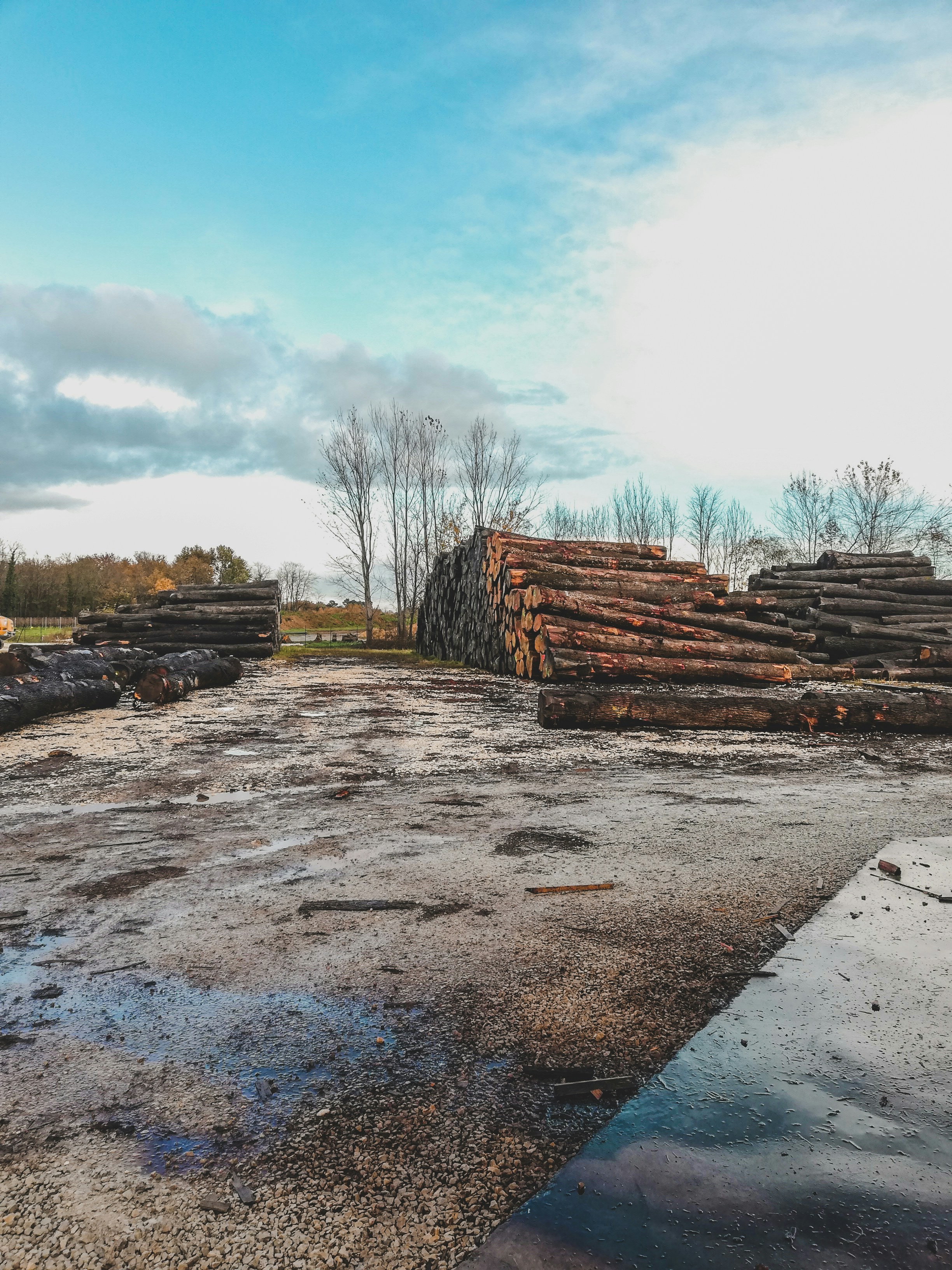 Log Piles Under a Wide Blue Sky: A Textural Landscape