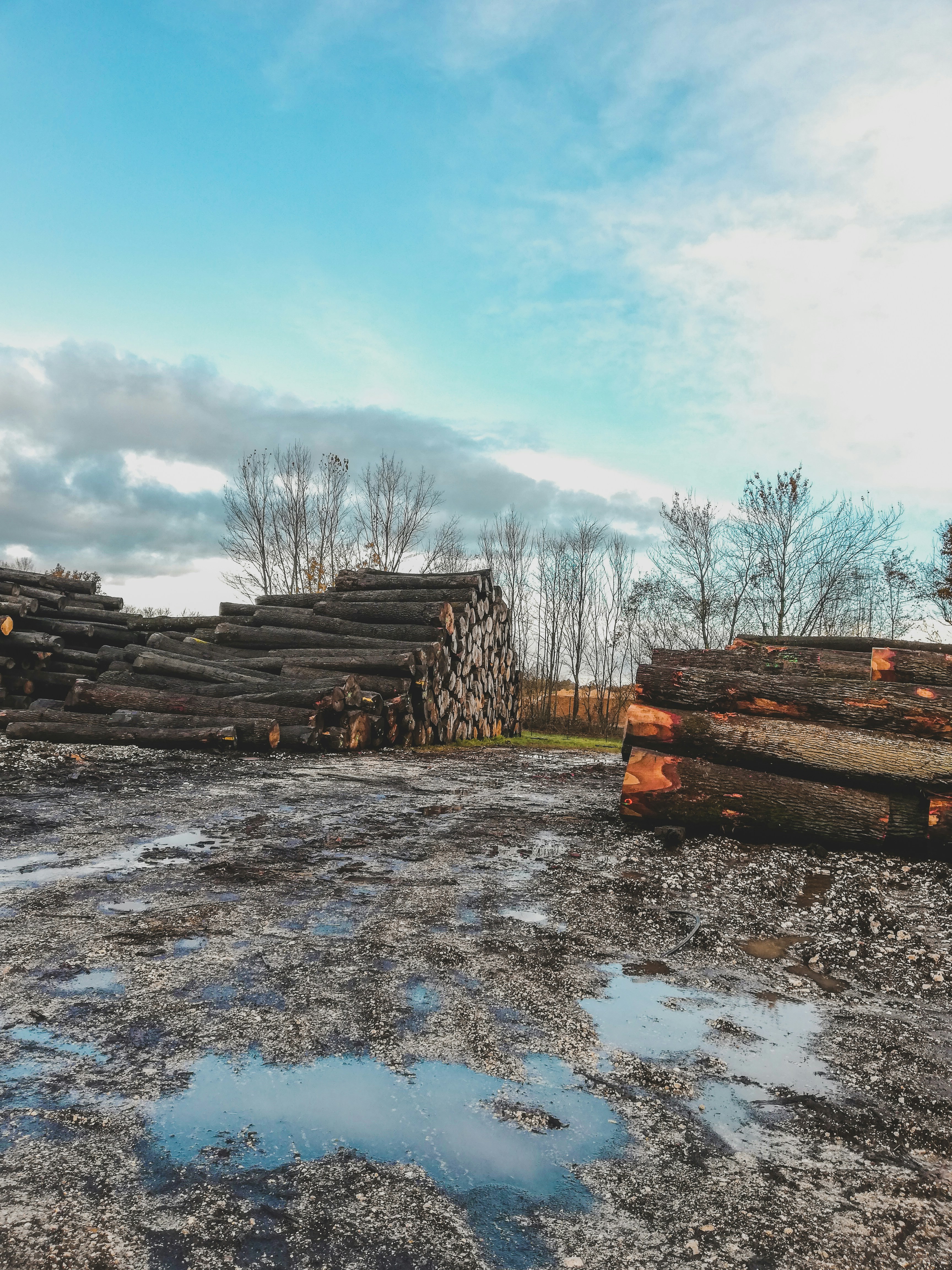 Stacked Timber Under a Wide Sky