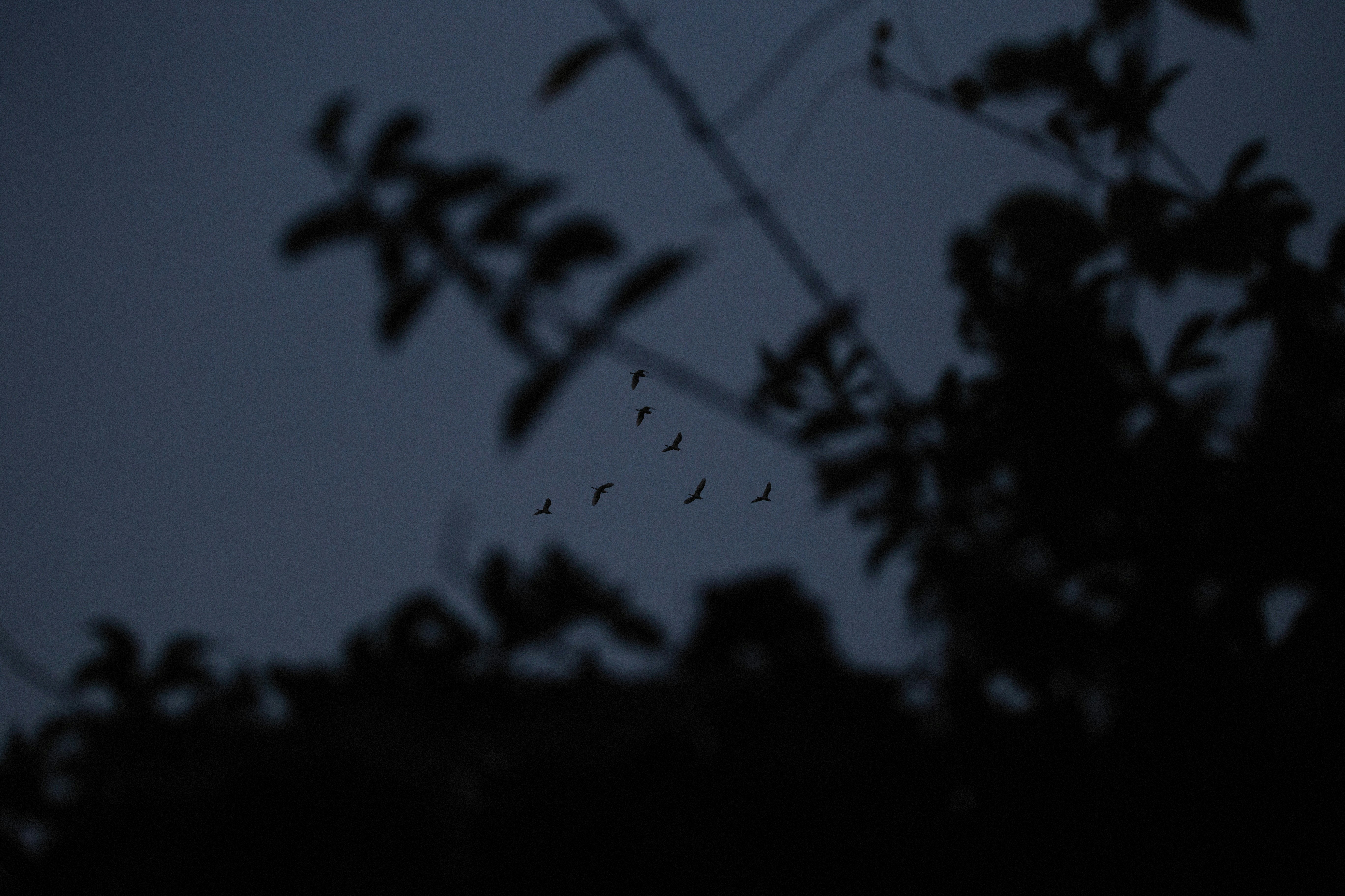 A flock of birds flying in the night sky photo – Free Grey Image on ...