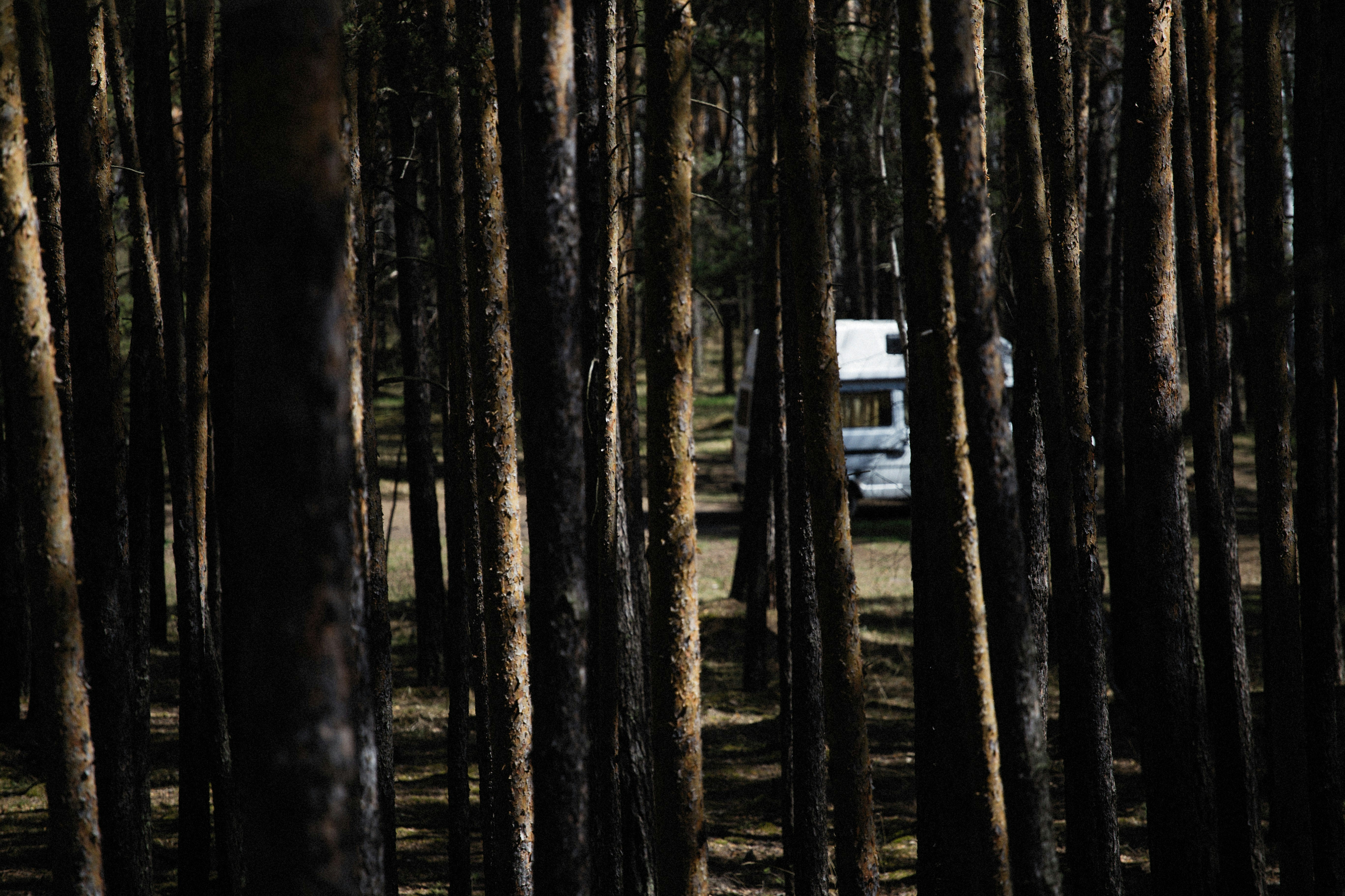 A camper van partially obscured by tall, slender trees in a serene forest setting.