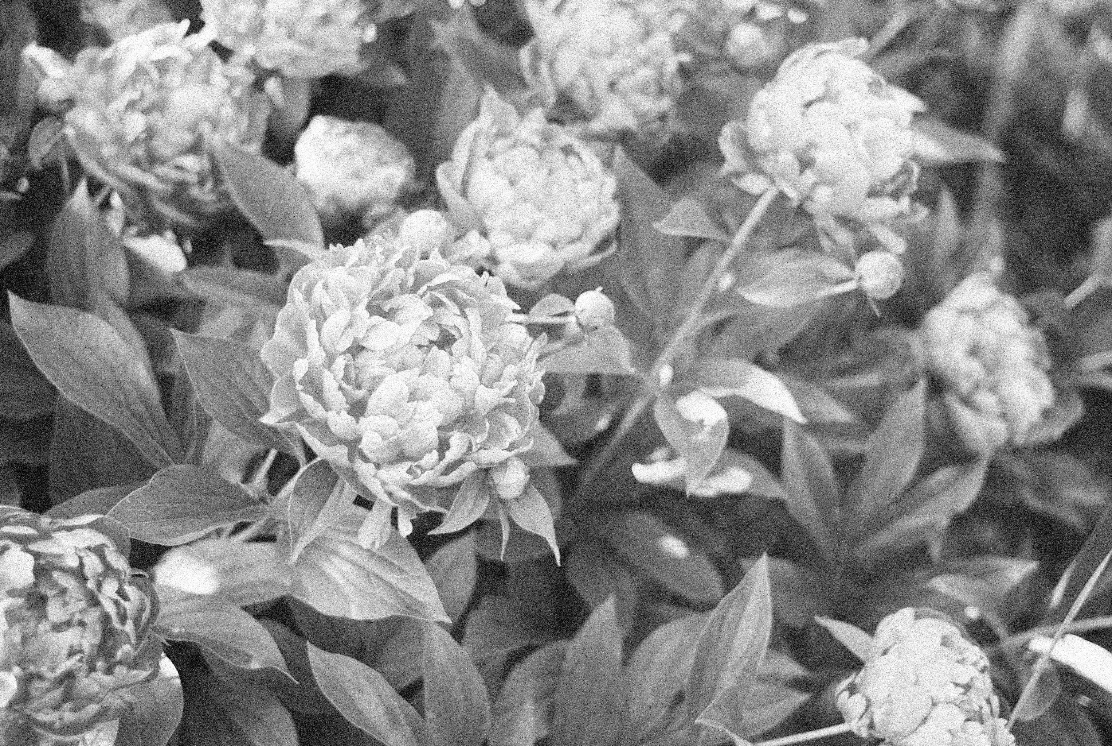 Close-up of Peony Blossoms in Soft Monochrome