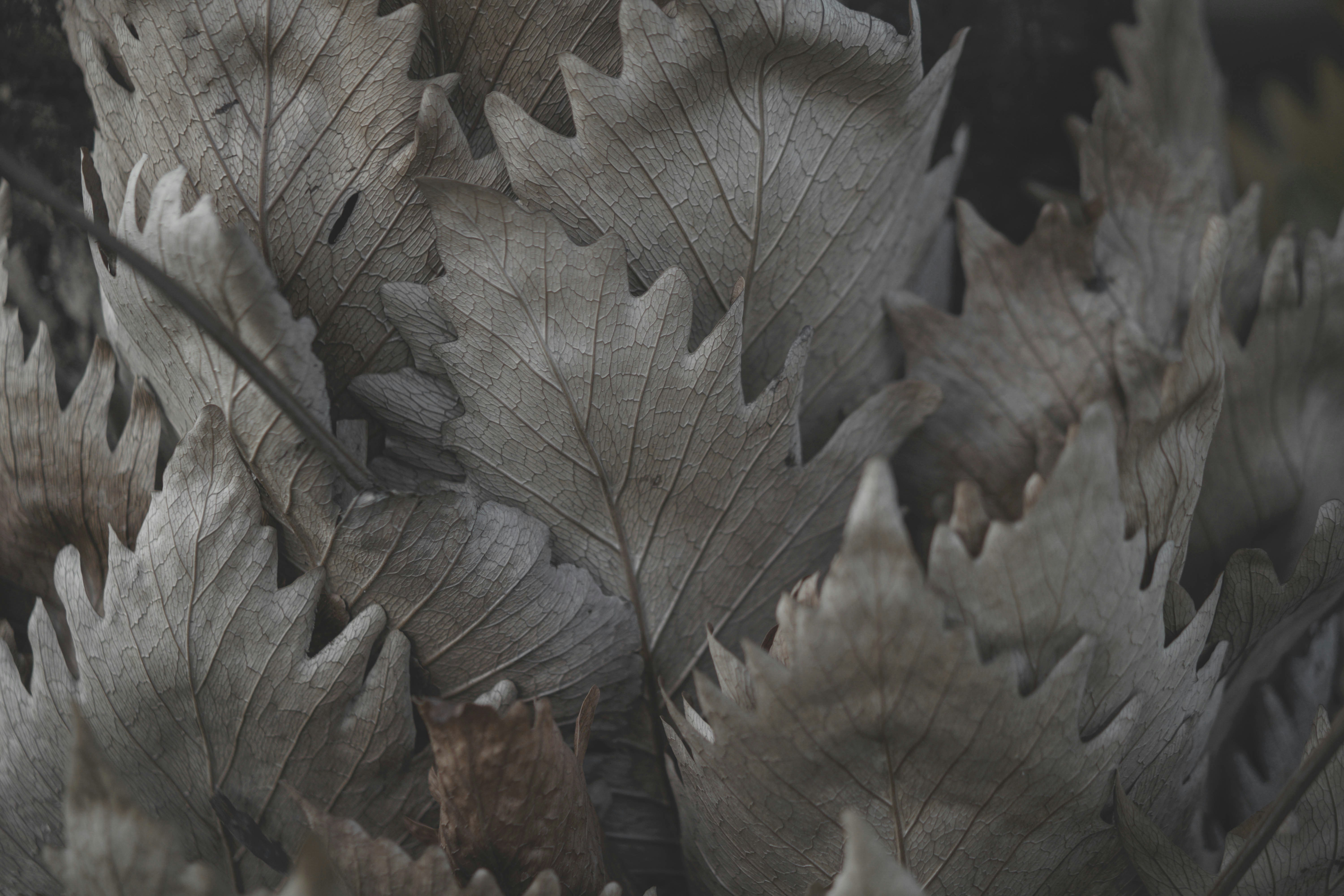 Leaves Texture Pictures | Download Free Images on Unsplash