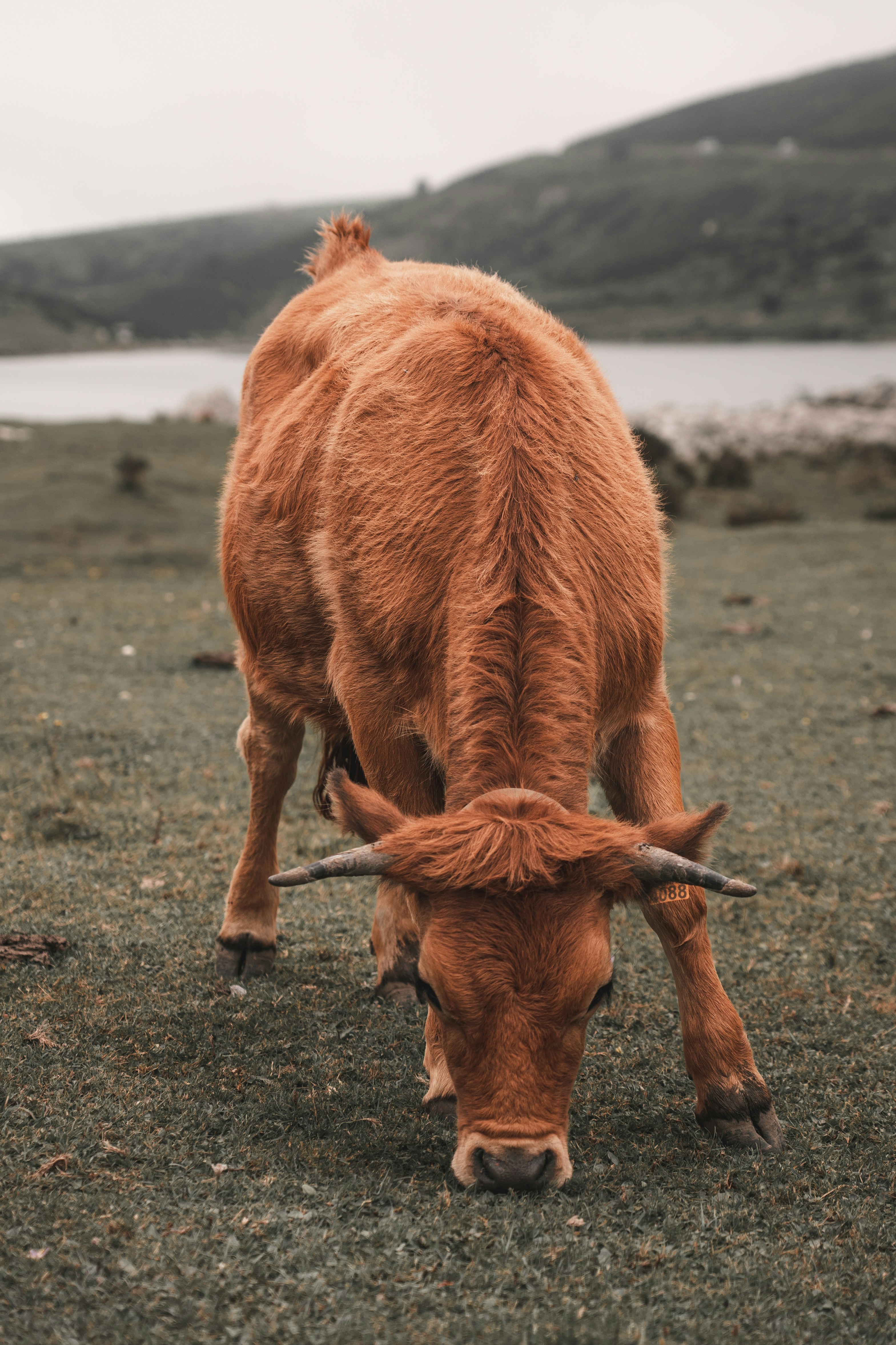 Red Highland Cow Grazing on a Misty Moor by a Quiet Lake