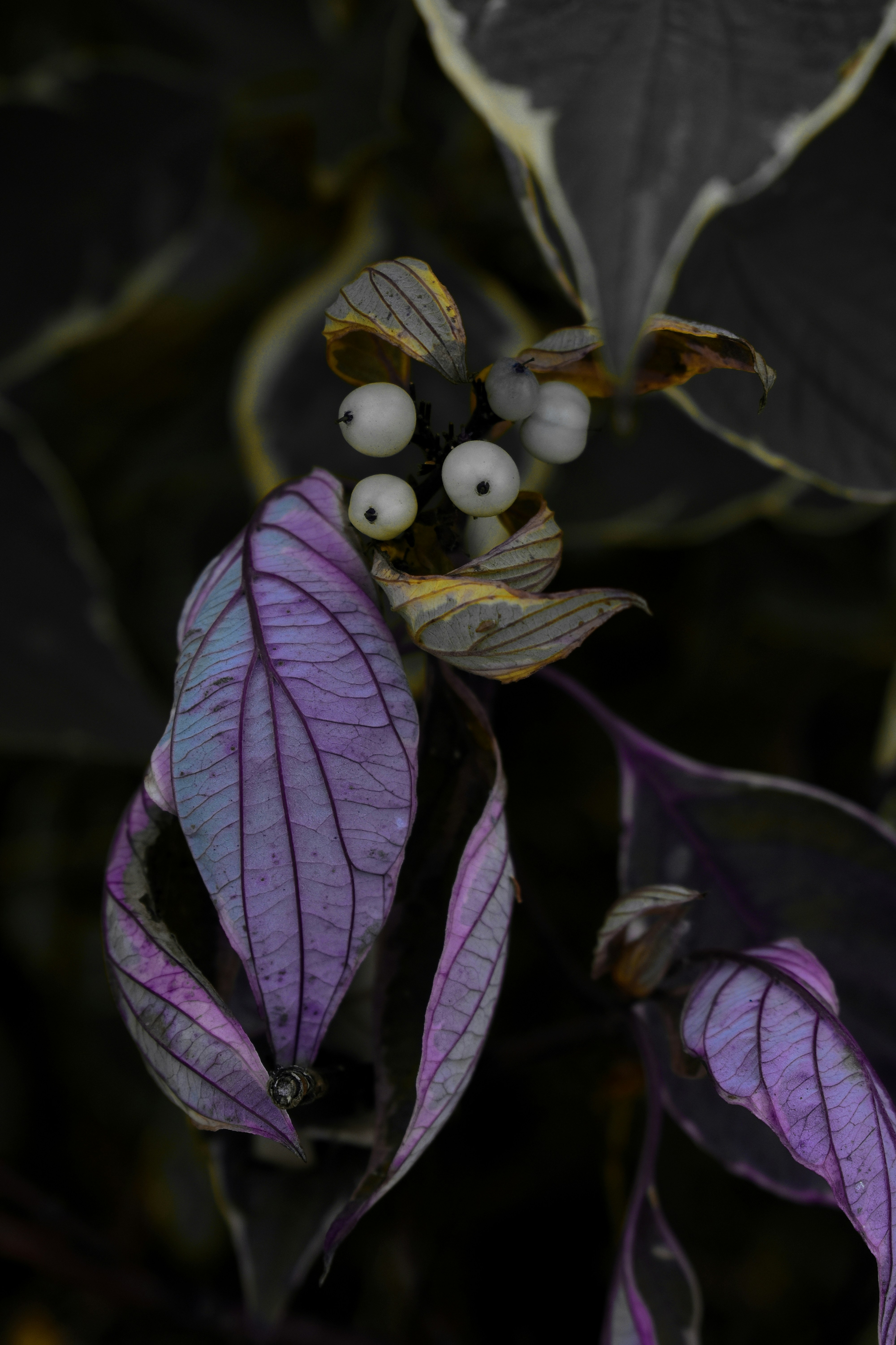 Veined Violet Leaves Cradle a Snowberry Cluster in Velvet Shadow
