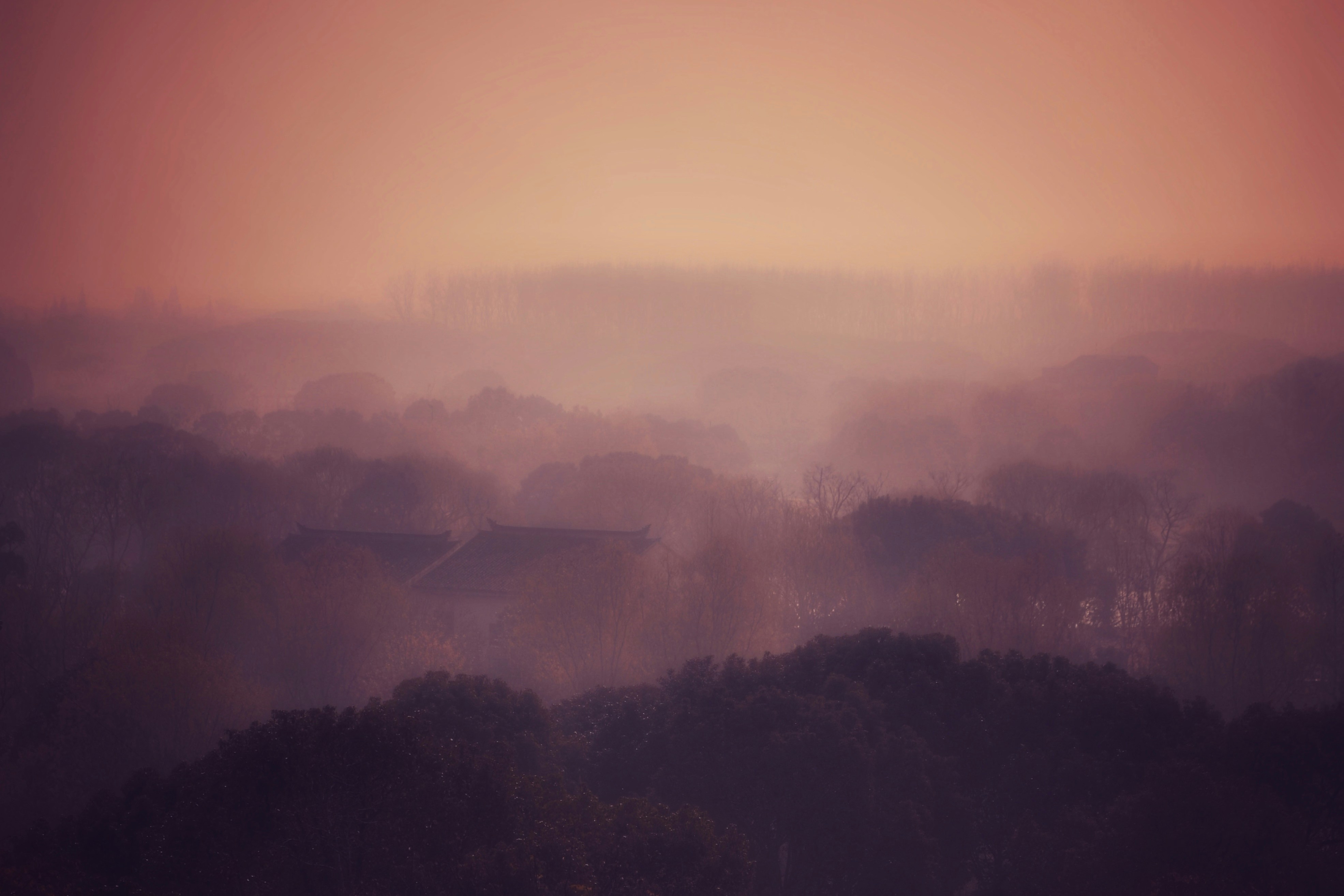 Horizon Ember: Dawn Mist Drapes a Quiet Forest