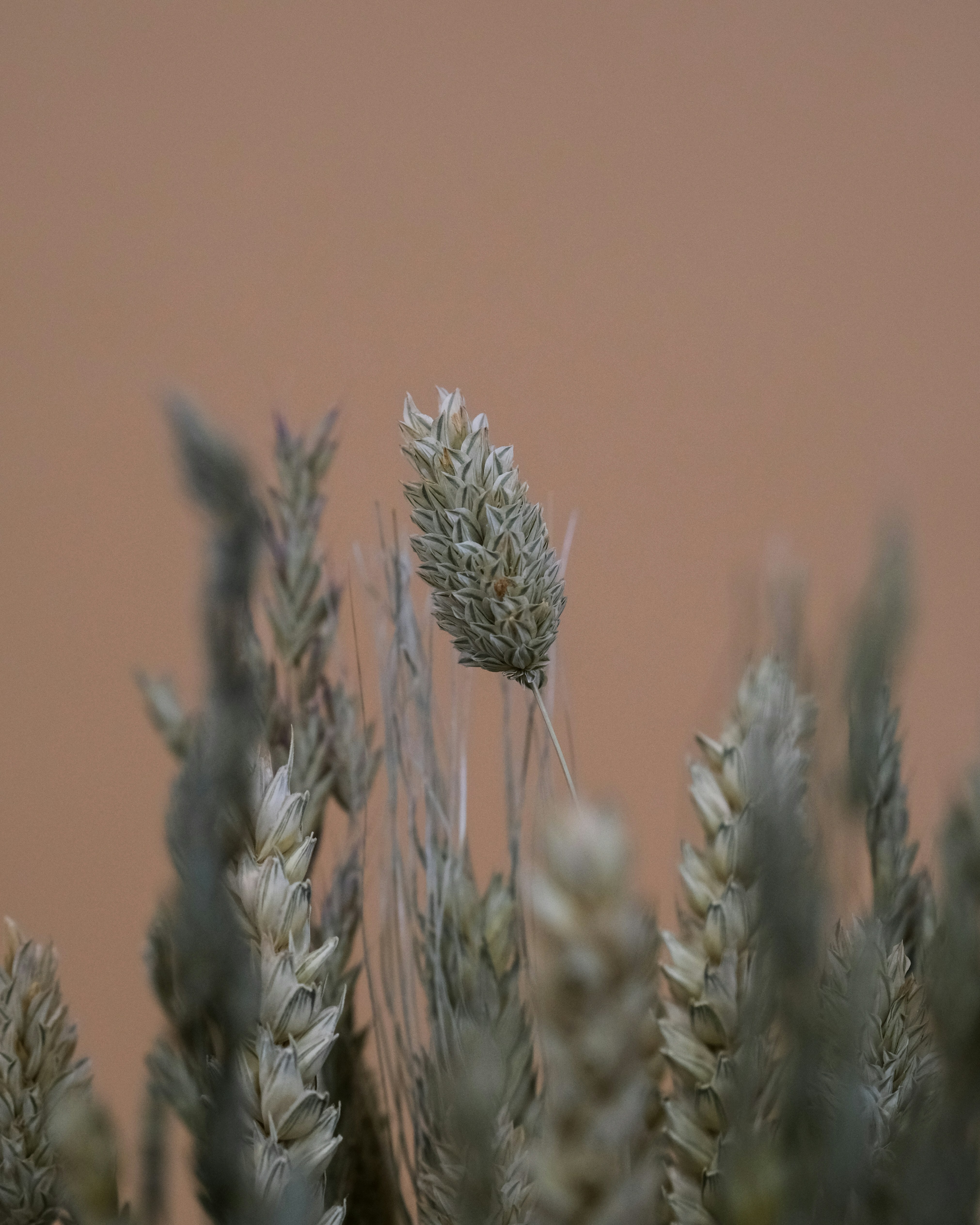 Copper Evening: A Wheat Spike Reaches Through a Soft Autumn Blur