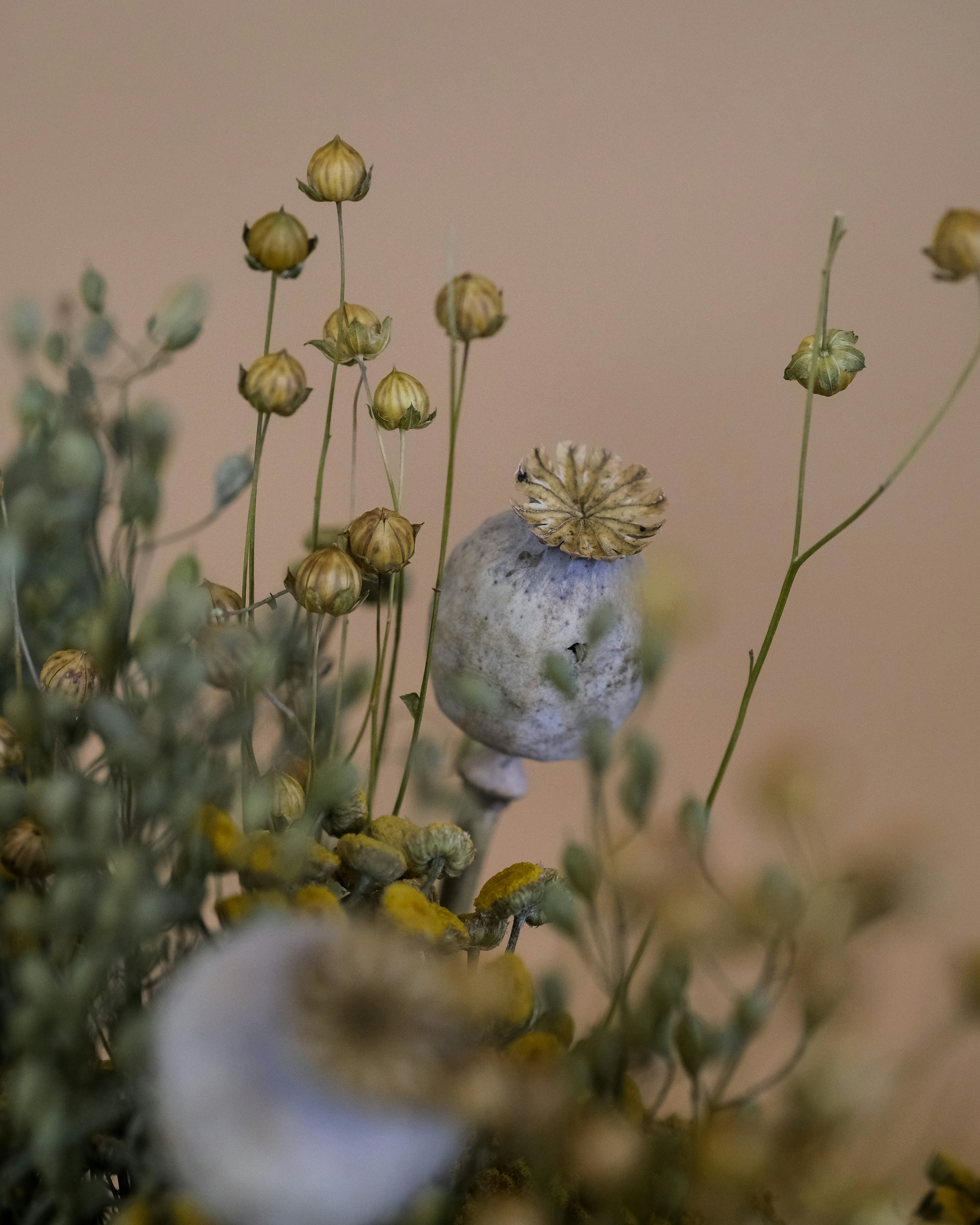 Centerpiece in Quiet Light: A Bluish Dried Pod Surrounded by Seed Heads