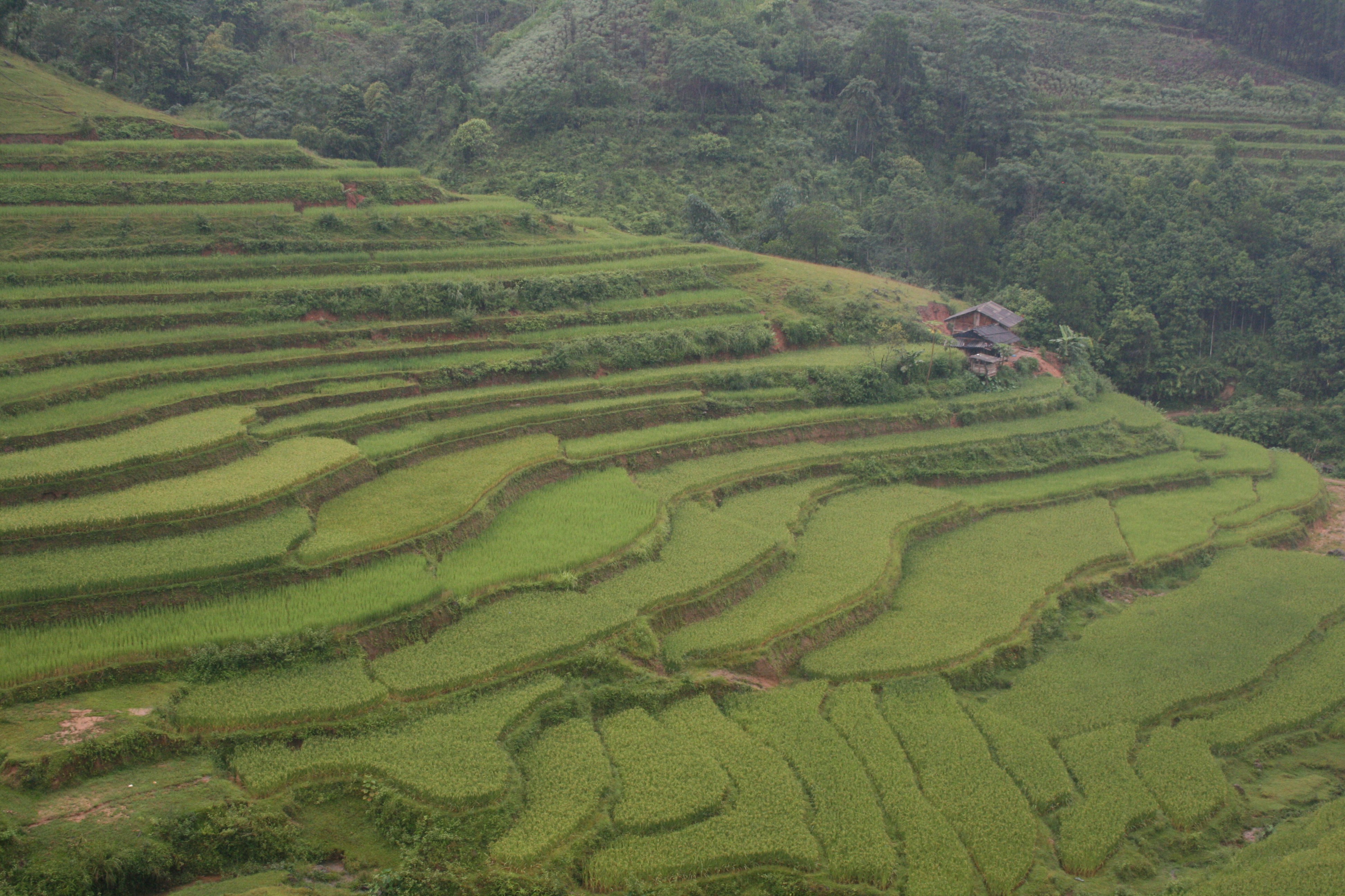 A view of a rice field from a plane photo – Free Green Image on Unsplash