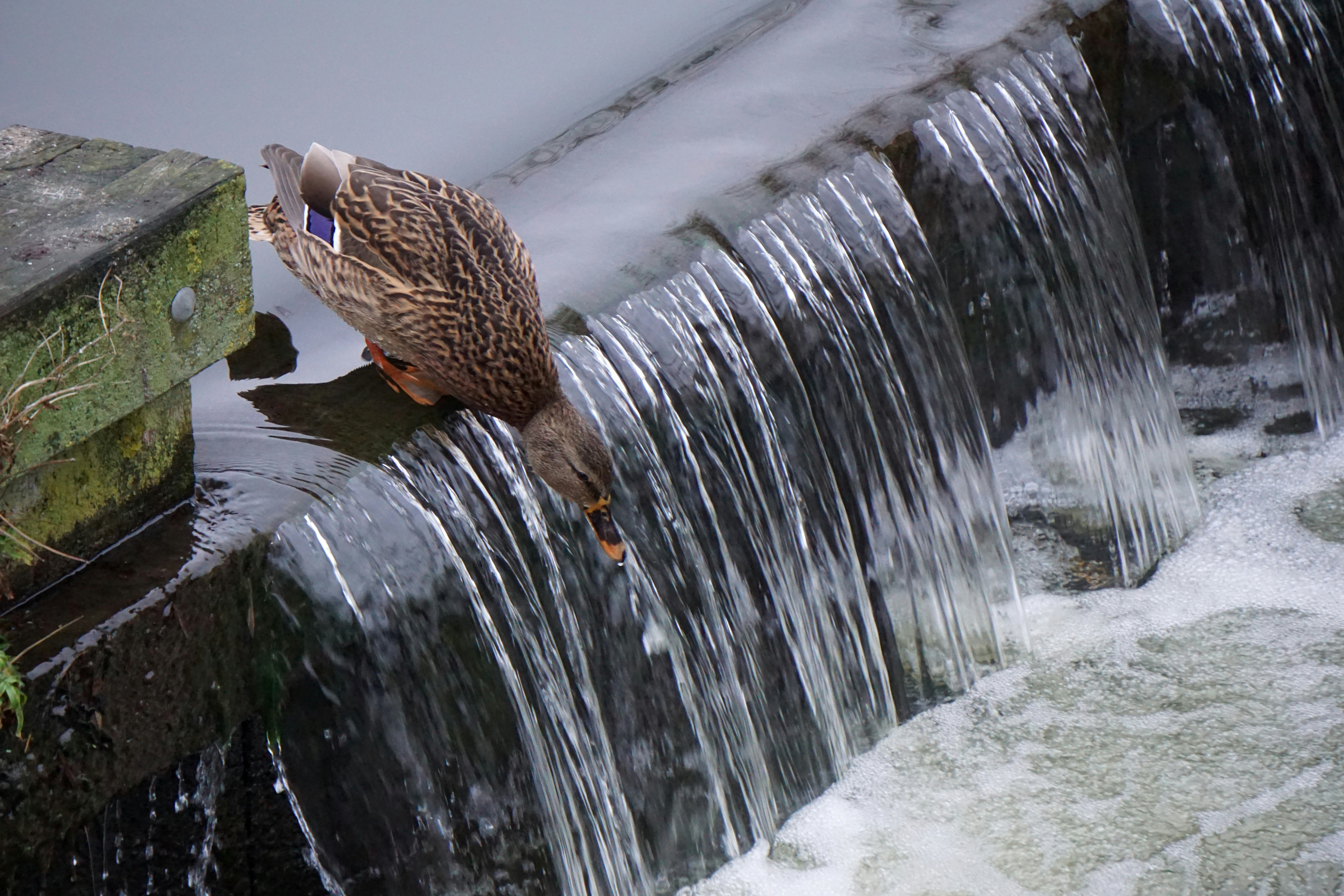 Female mallard duck right before a jumpFelix