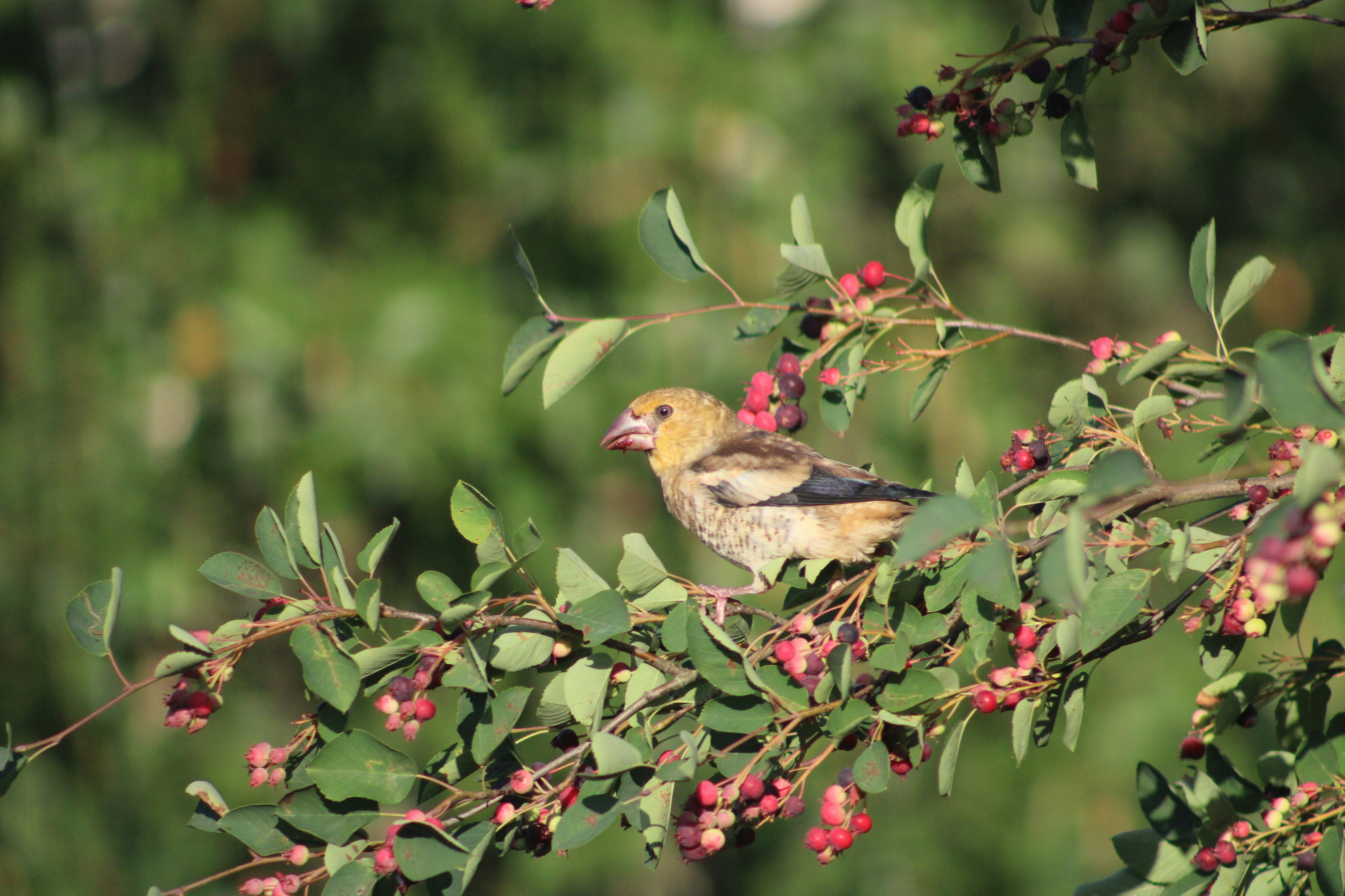Finch Among Crimson Berries: A Quiet Moment in Soft Focus