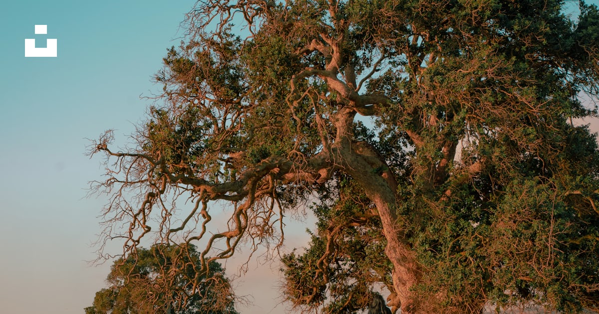 Una Persona Parada Debajo De Un árbol Grande En Un Campo Foto Imagen