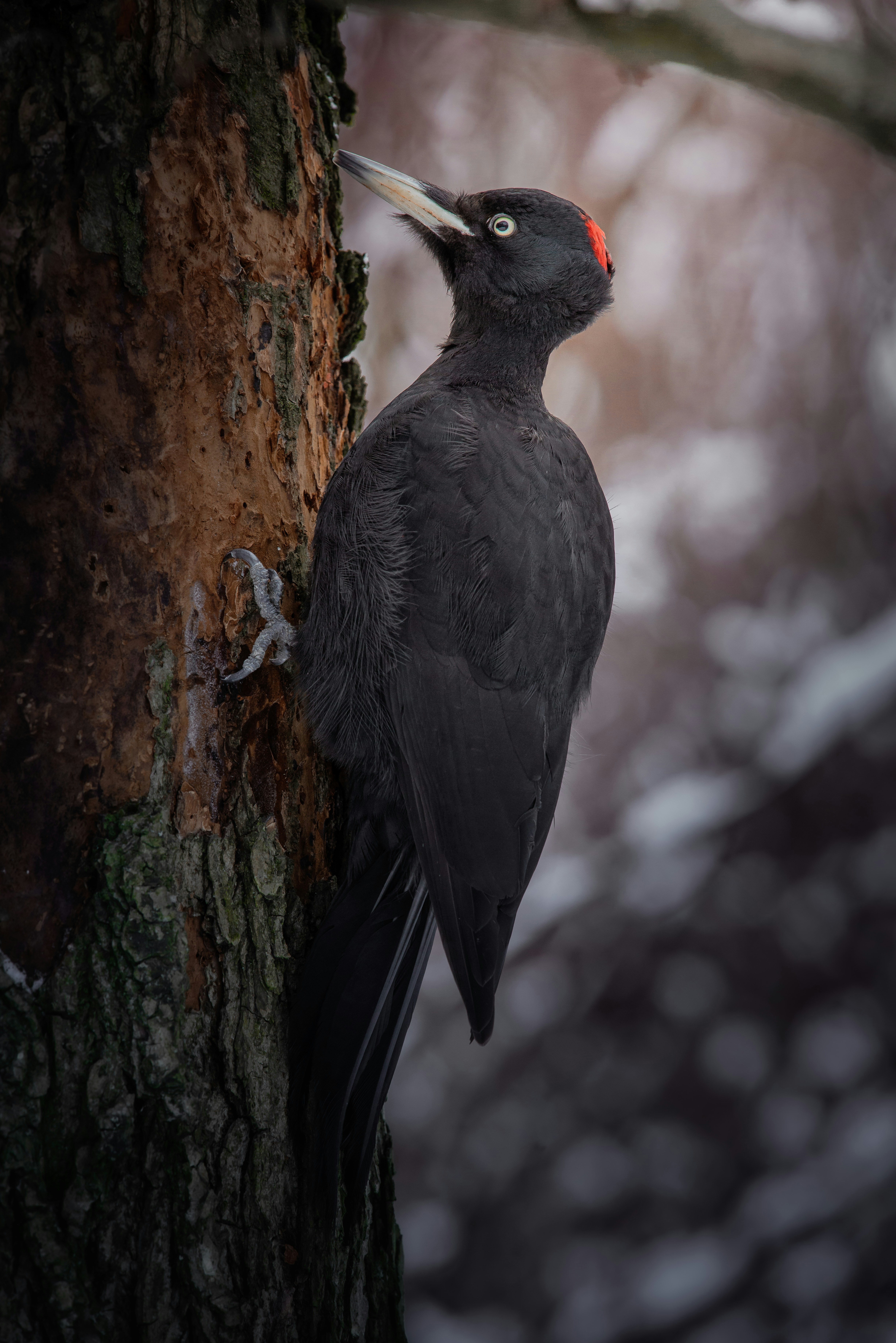 Black woodpecker perched on a tree trunk, its striking red crown contrasting with the textured bark. The background features a soft, blurred winter landscape.