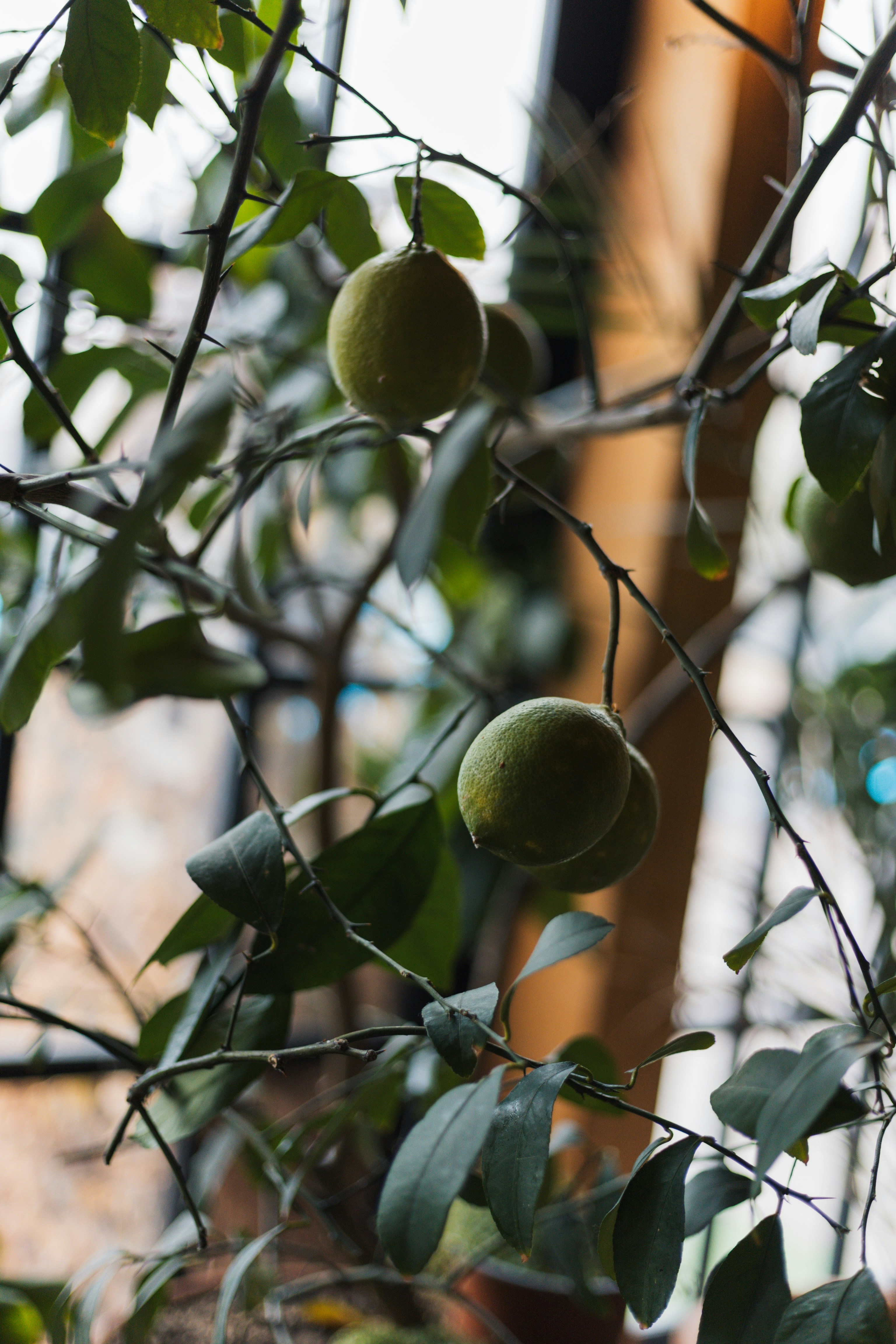 Foto Un árbol lleno de mucha fruta verde – Imagen Planta gratis en Unsplash