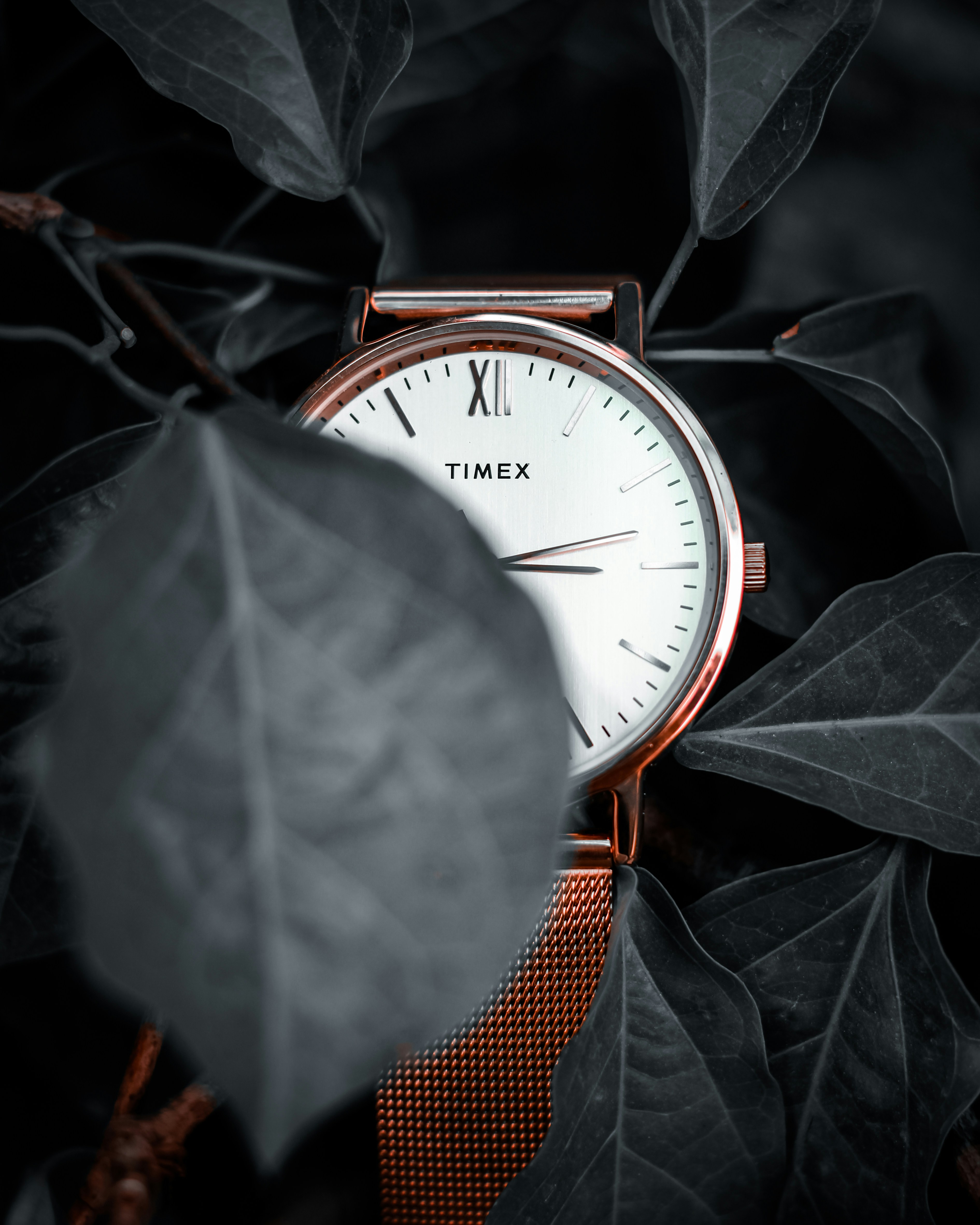 A close up of a wrist watch on a tree photo – Free Wristwatch Image on ...