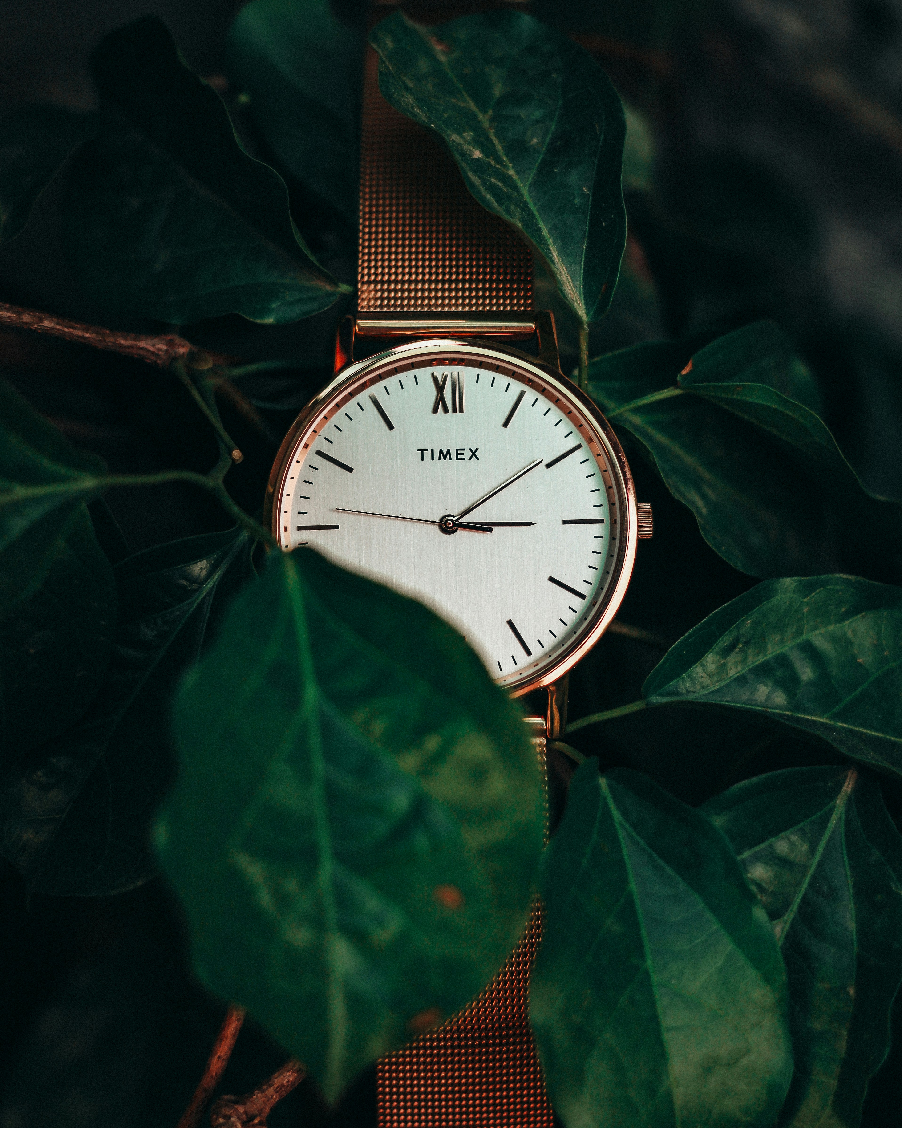 Timeless in the Weeds: A Rose-Gold Timex Nestled Among Leaves