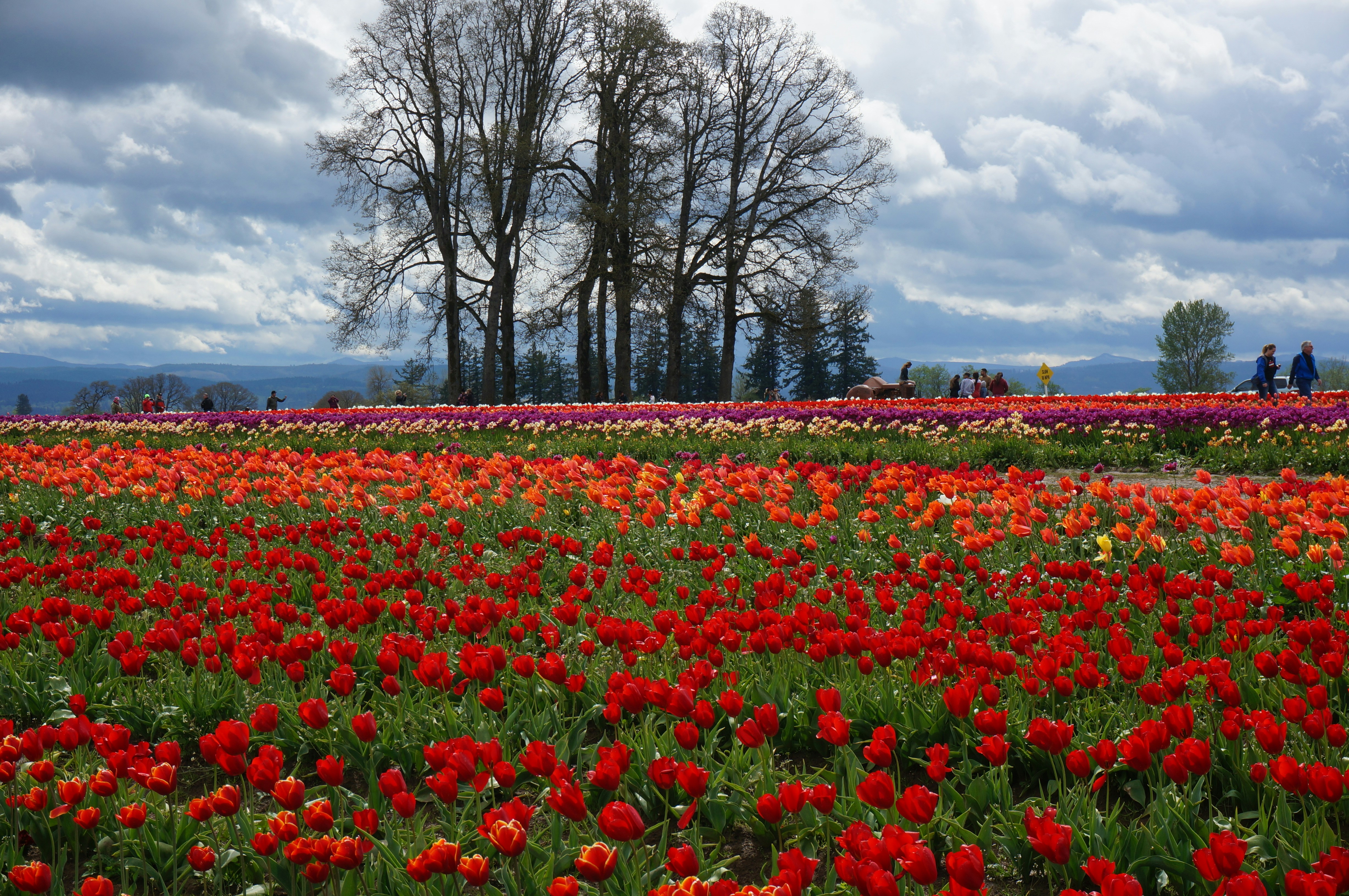 Vibrant red and pink tulip fields stretch beneath a dramatic cloudy sky, bordered by tall bare trees.