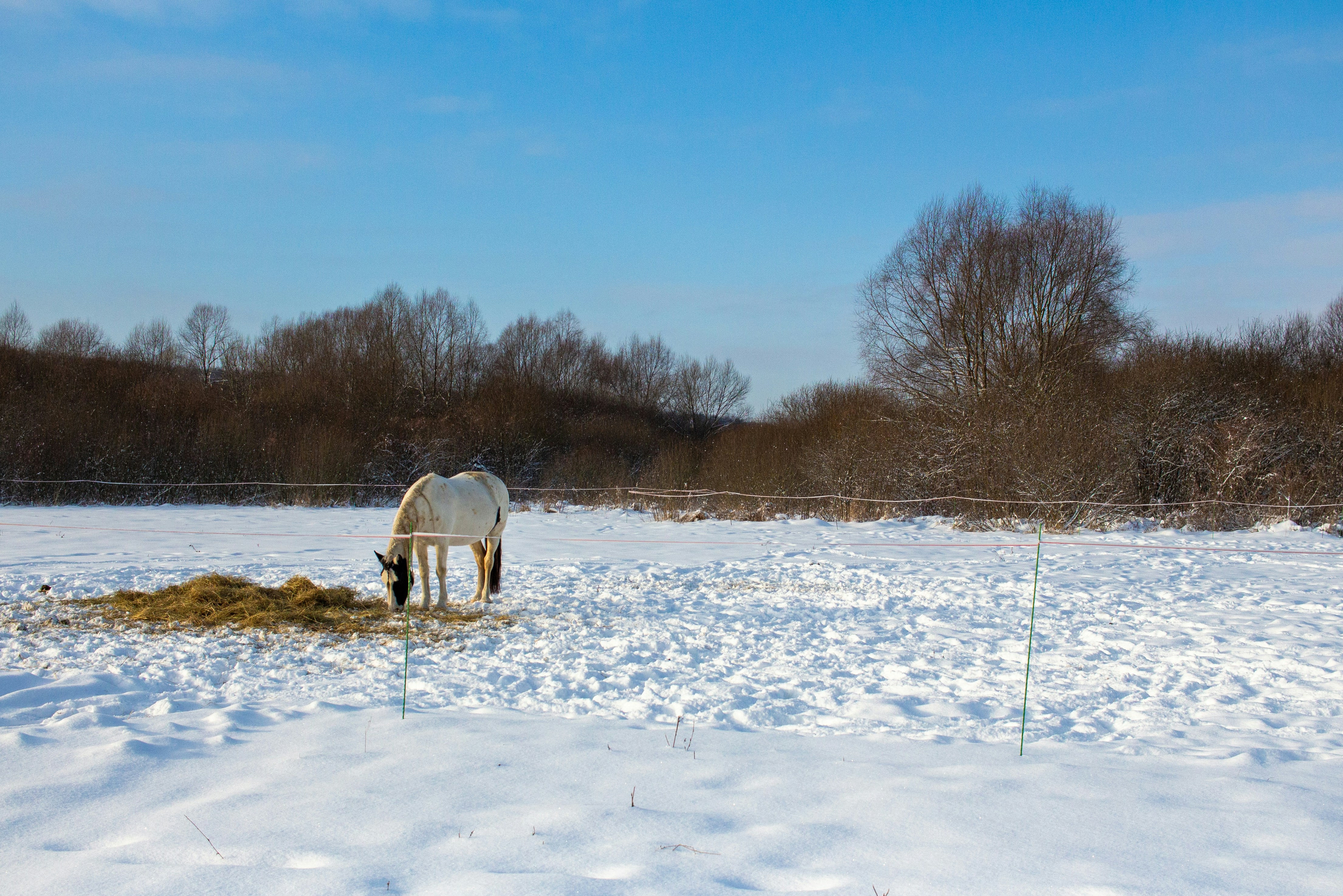a white horse eating grass in a snowy field