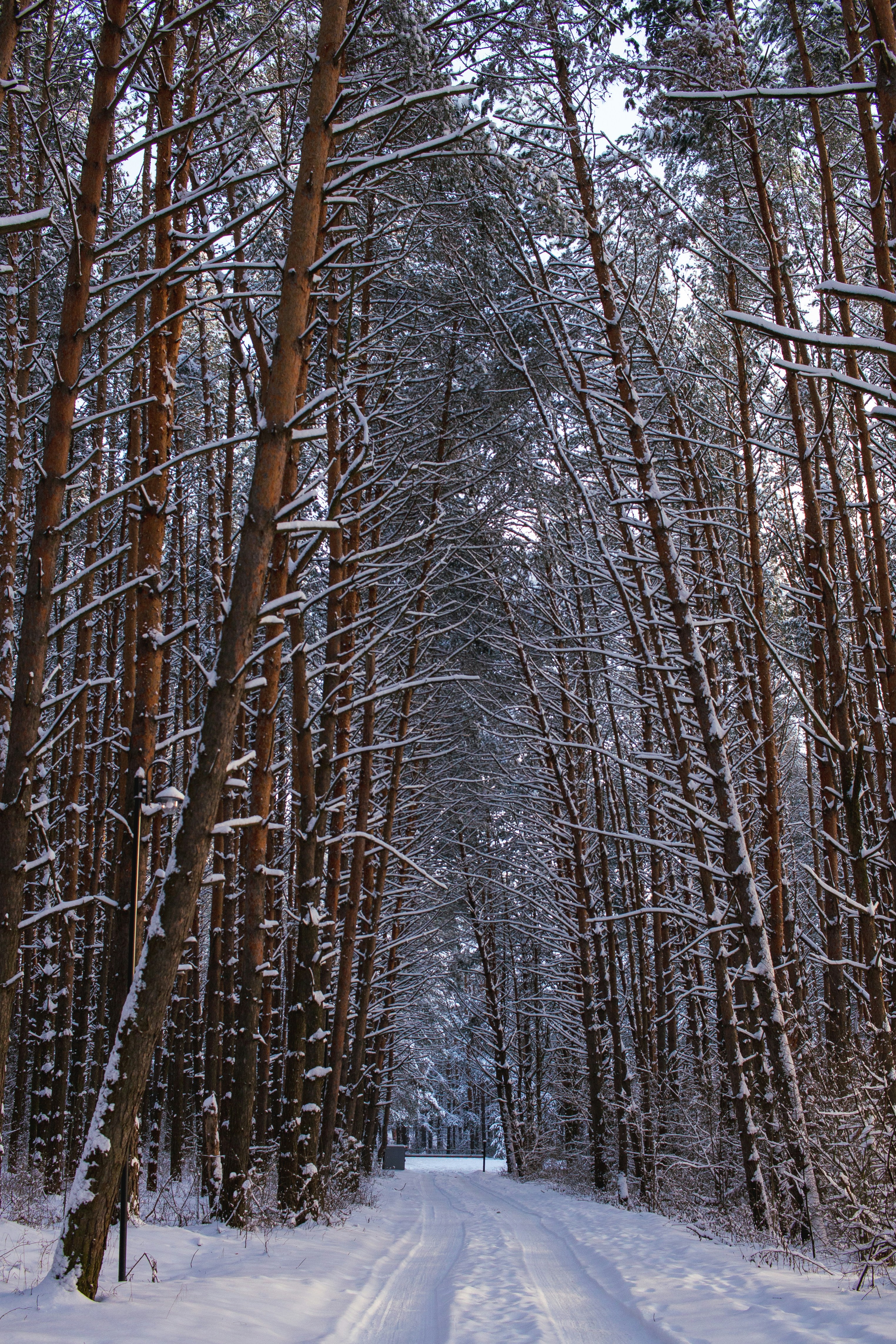 Snow-covered path winding through tall, slender pines, framed by a serene winter landscape. Soft light filters through the trees.