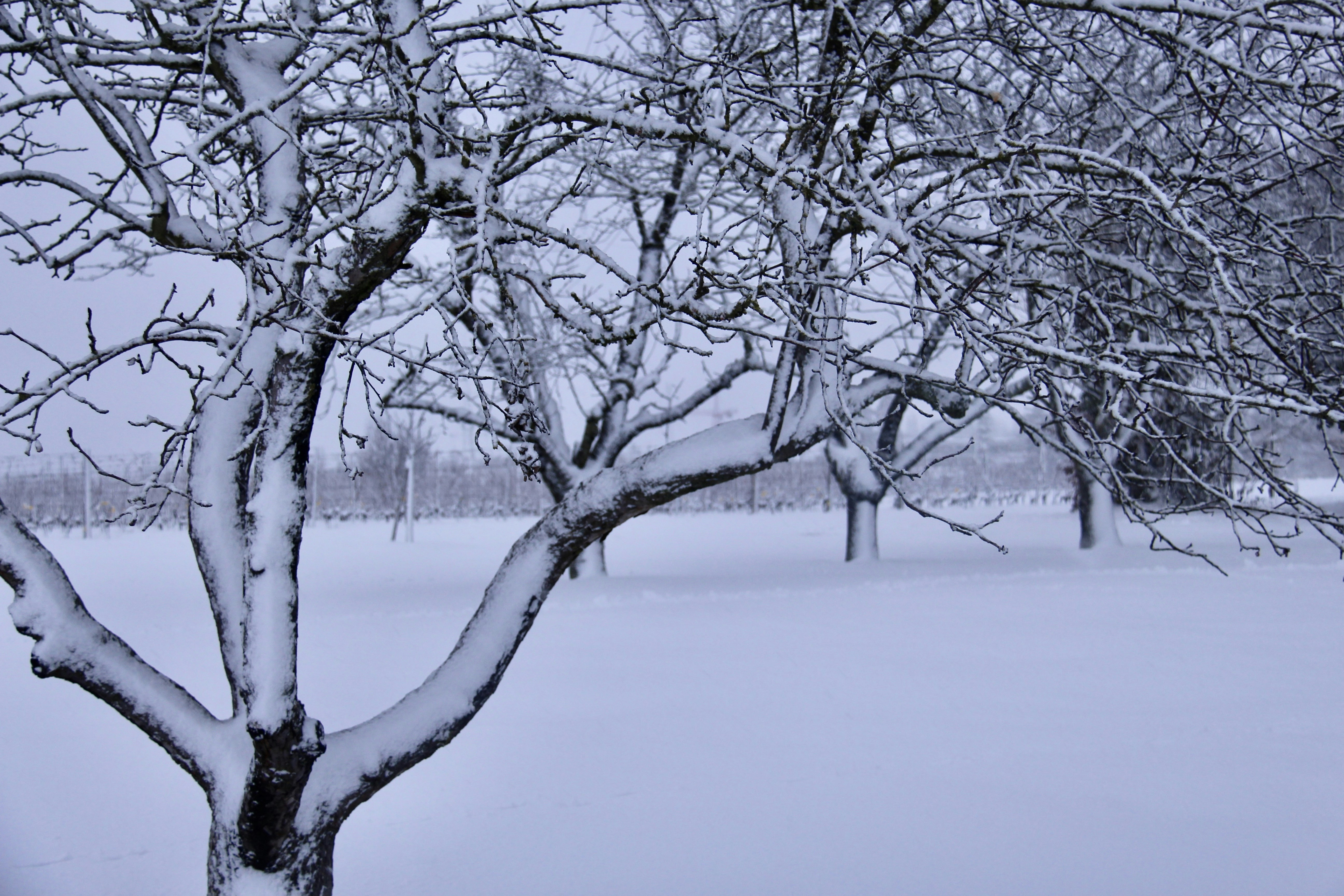 A tree covered in snow in a park photo – Free Forest Image on Unsplash