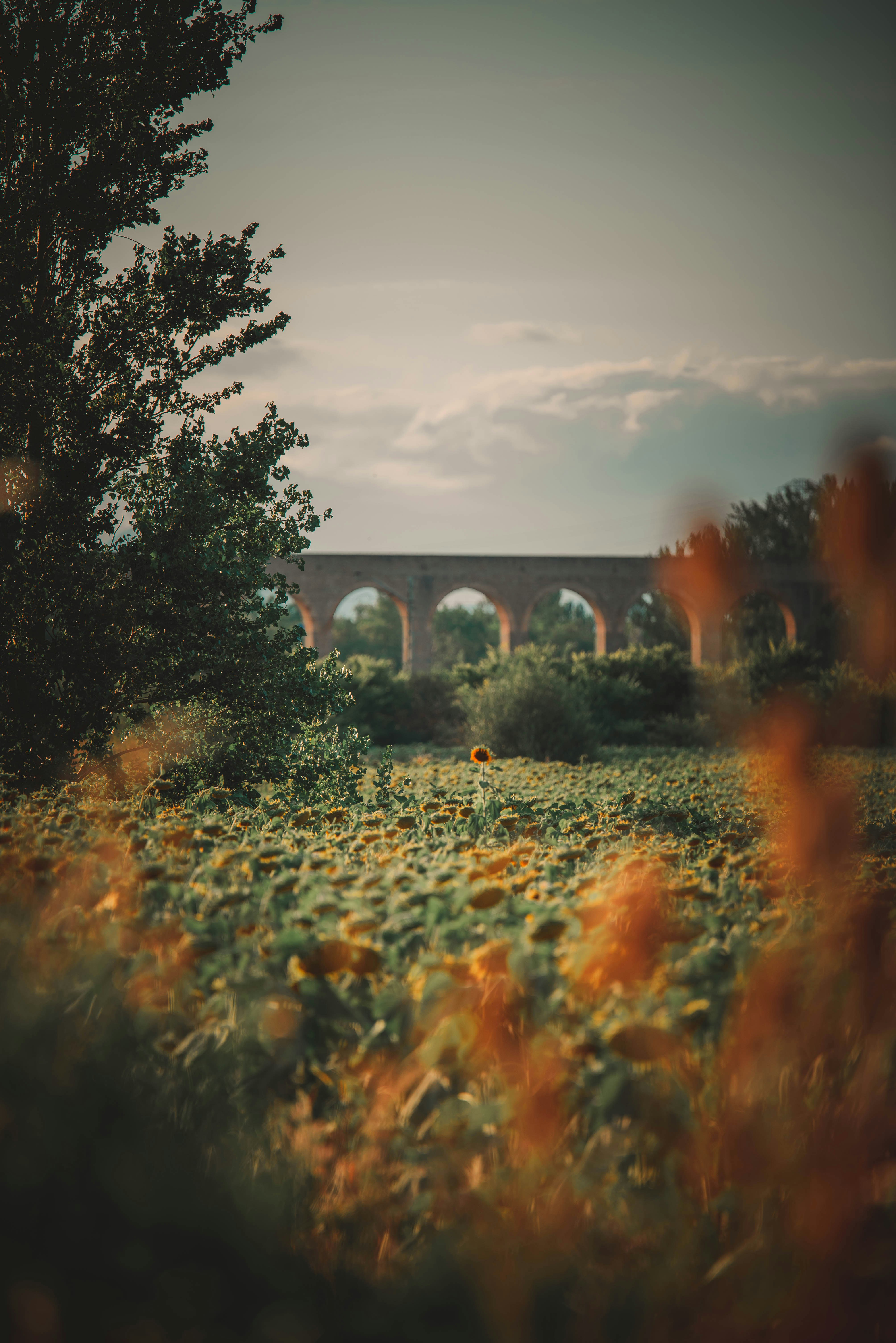 A tranquil landscape featuring a distant stone bridge framed by lush greenery and vibrant sunflowers in the foreground.