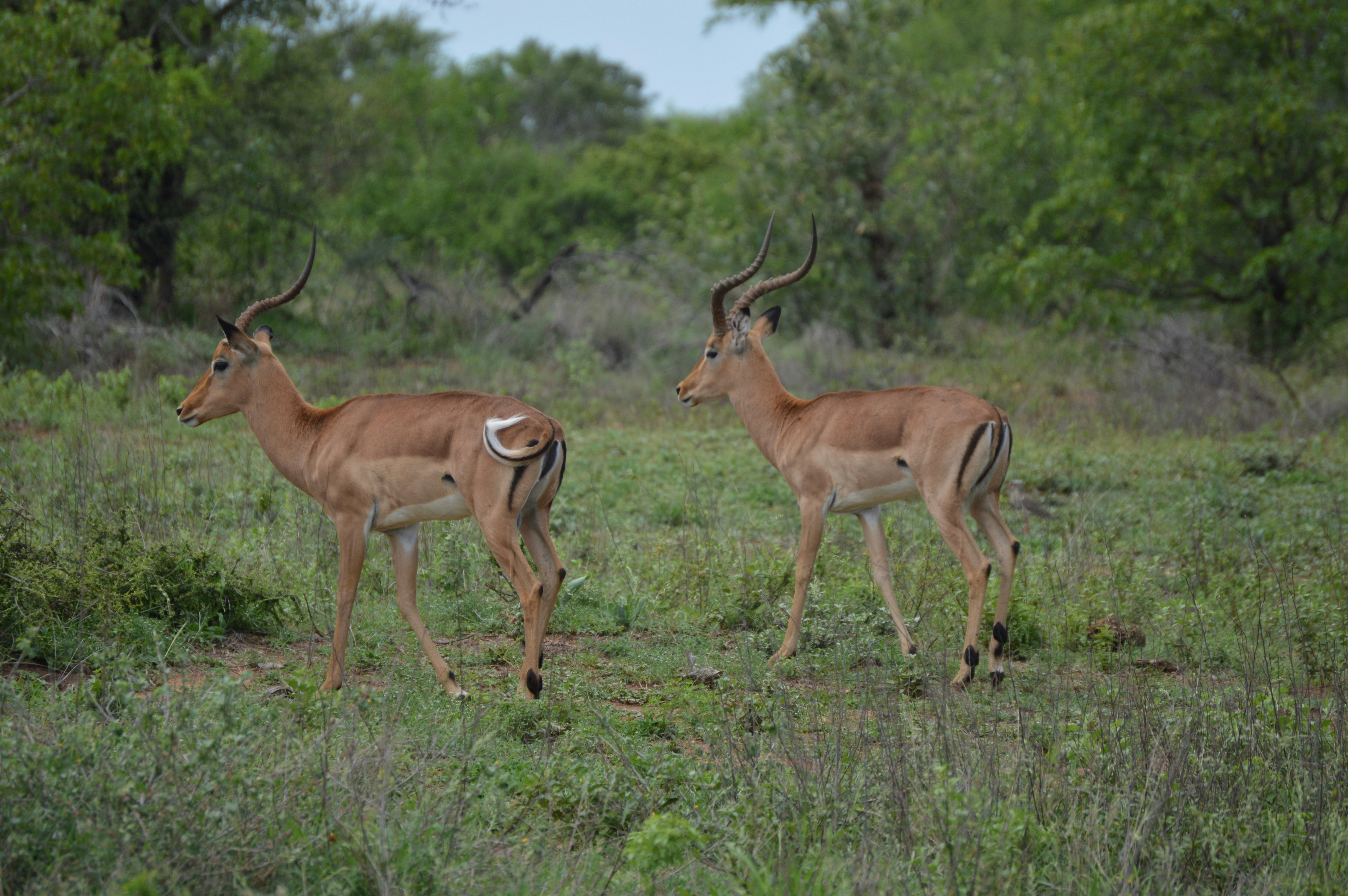 Dos antílopes parados uno al lado del otro en un campo foto – Imagen de ...