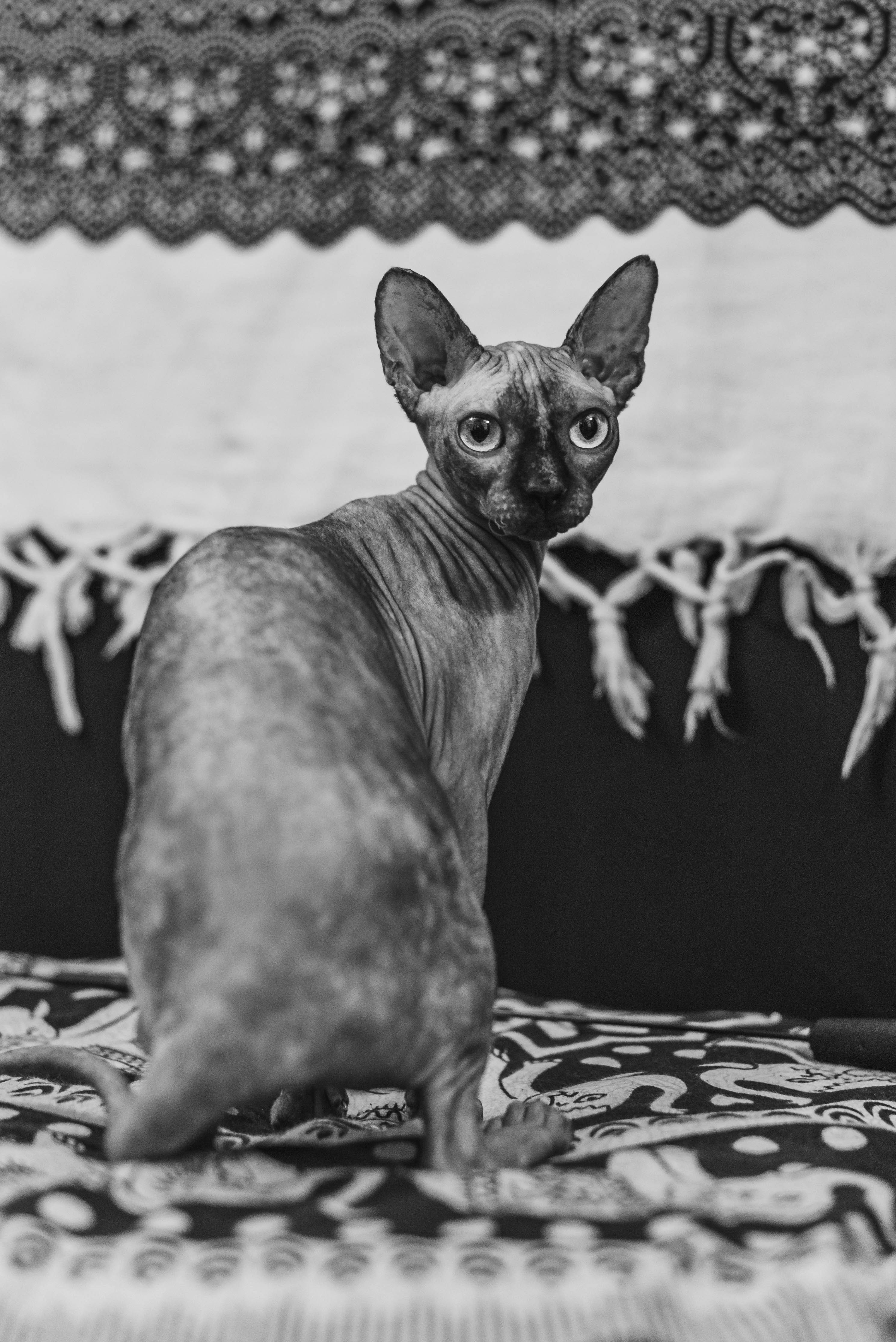Curious Sphynx Gaze Beneath a Lacy Ceiling