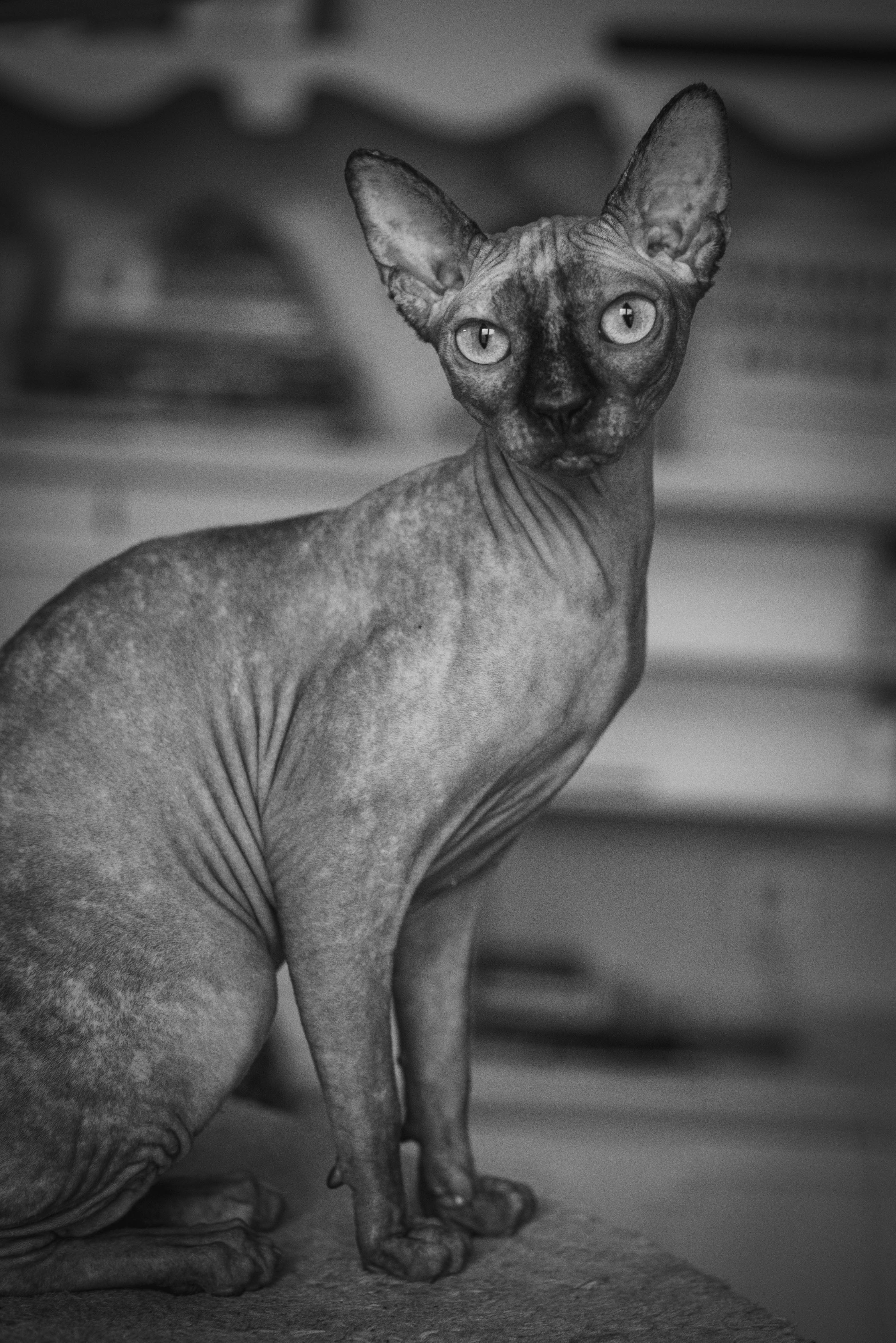 30k+ Egyptian Cat Pictures | Download Free Images on Unsplash