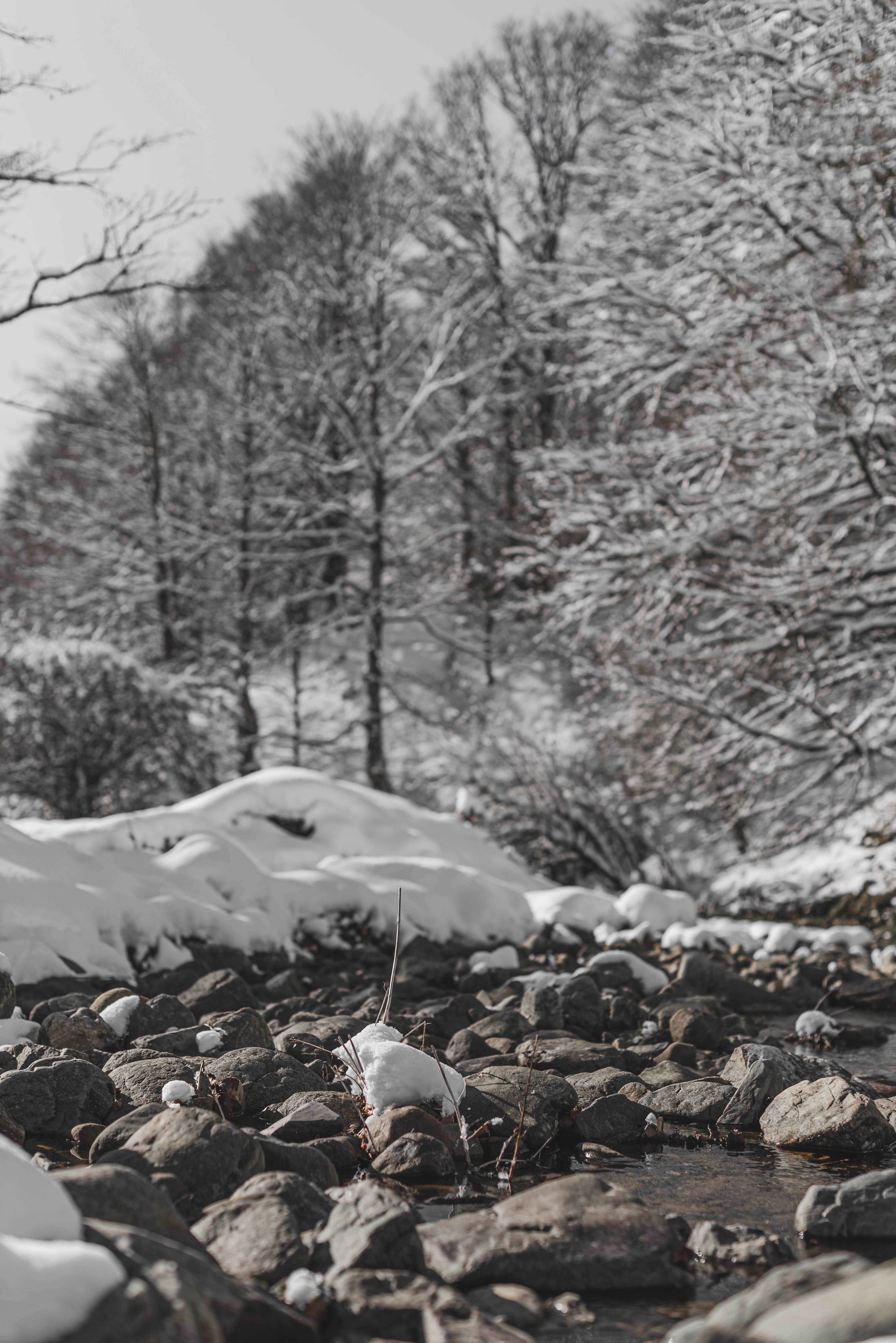 A serene winter scene featuring a gently flowing stream surrounded by snow-covered rocks and trees blanketed in white. The tranquil atmosphere invites a moment of reflection.