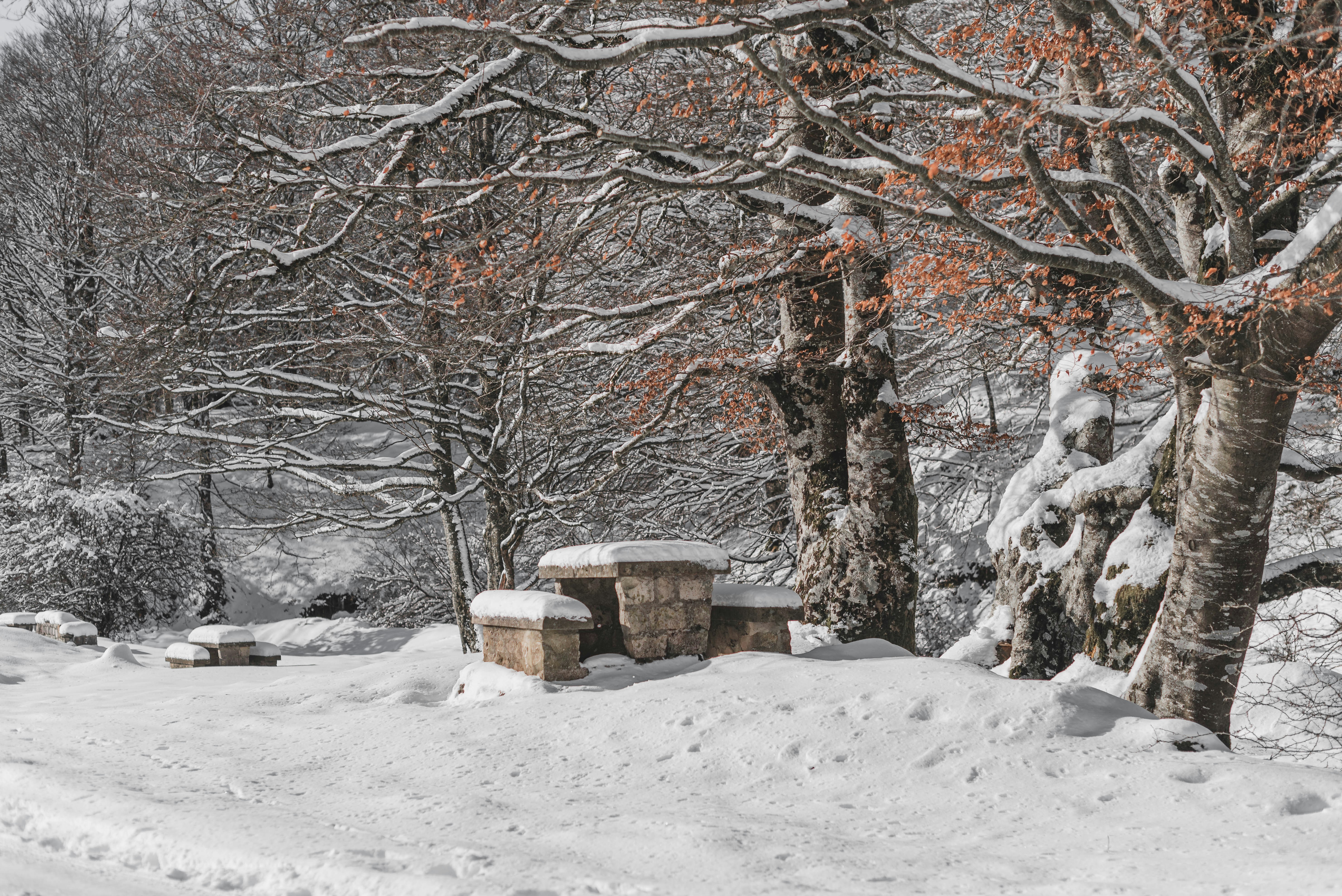 Snowbound Bench beneath Quiet Autumn-turned Winter Canopy
