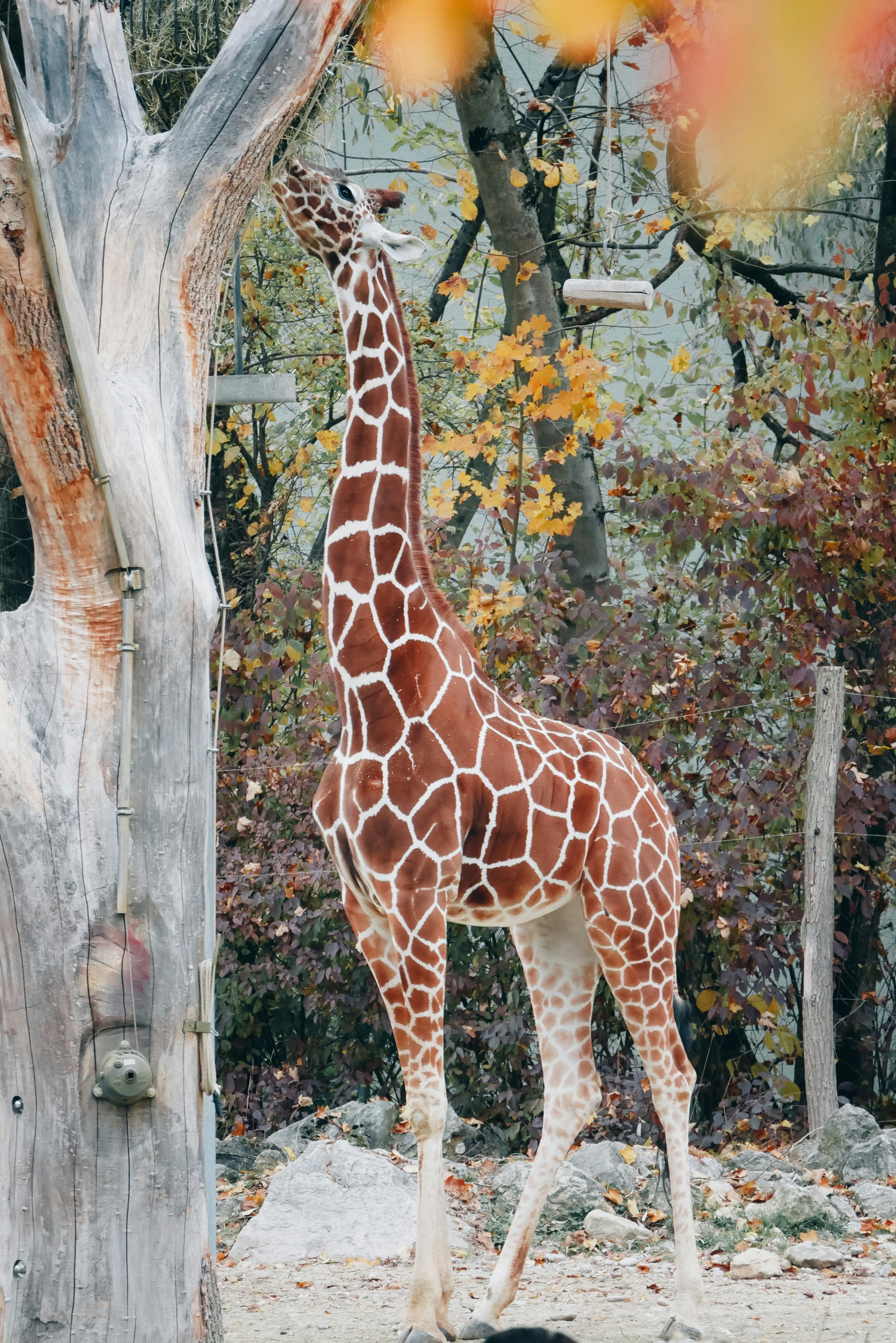 Giraffe stands tall in a zoo enclosure, its distinctive patchwork coat set against autumn foliage. Wooden posts and leaves frame the scene.