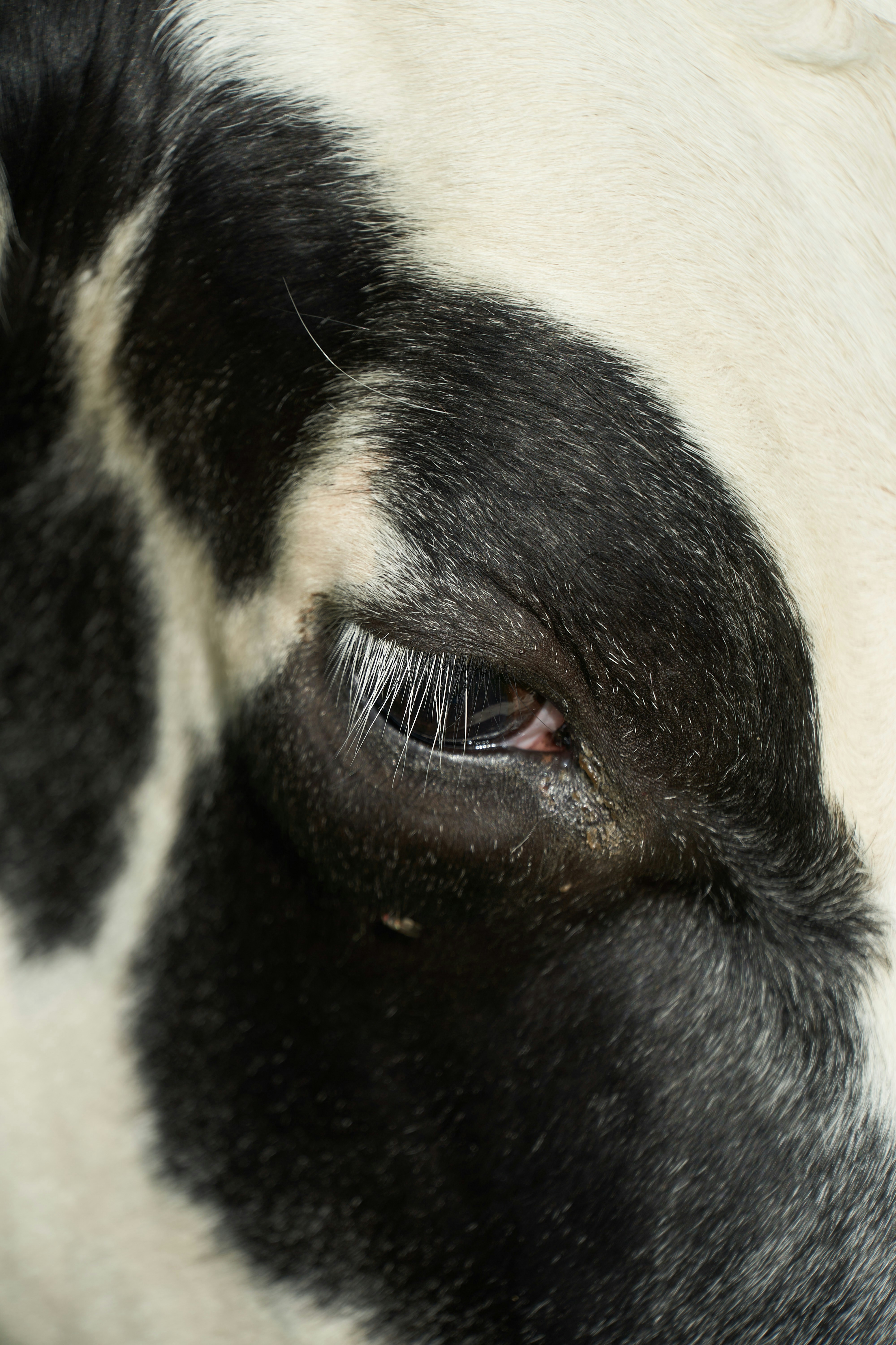 Foto Un primer plano del ojo de una vaca en blanco y negro – Imagen ...