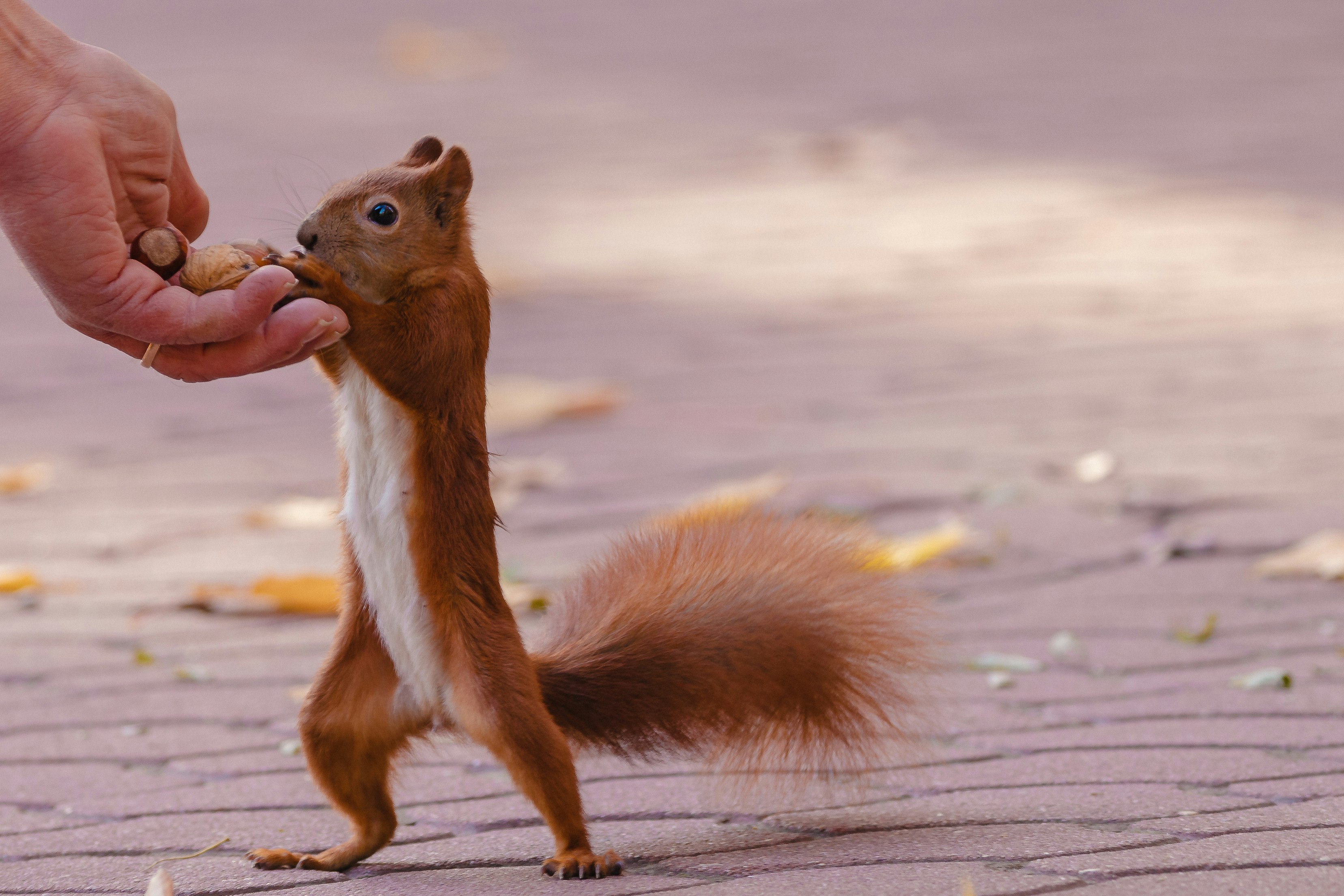Nut Handshake on a Sunset Brick Path