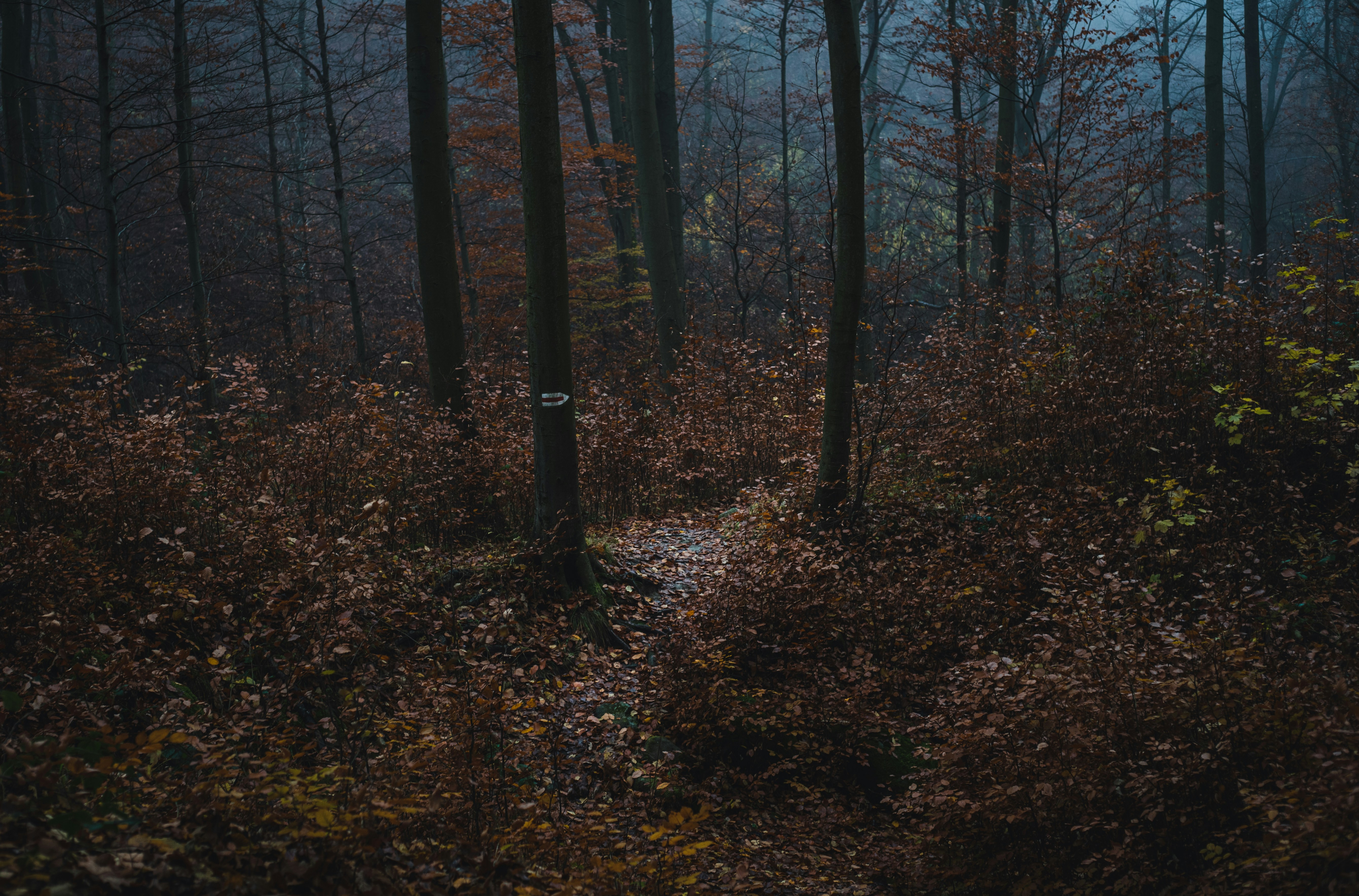 Forest path lined with autumn leaves under a canopy of tall trees in soft mist.