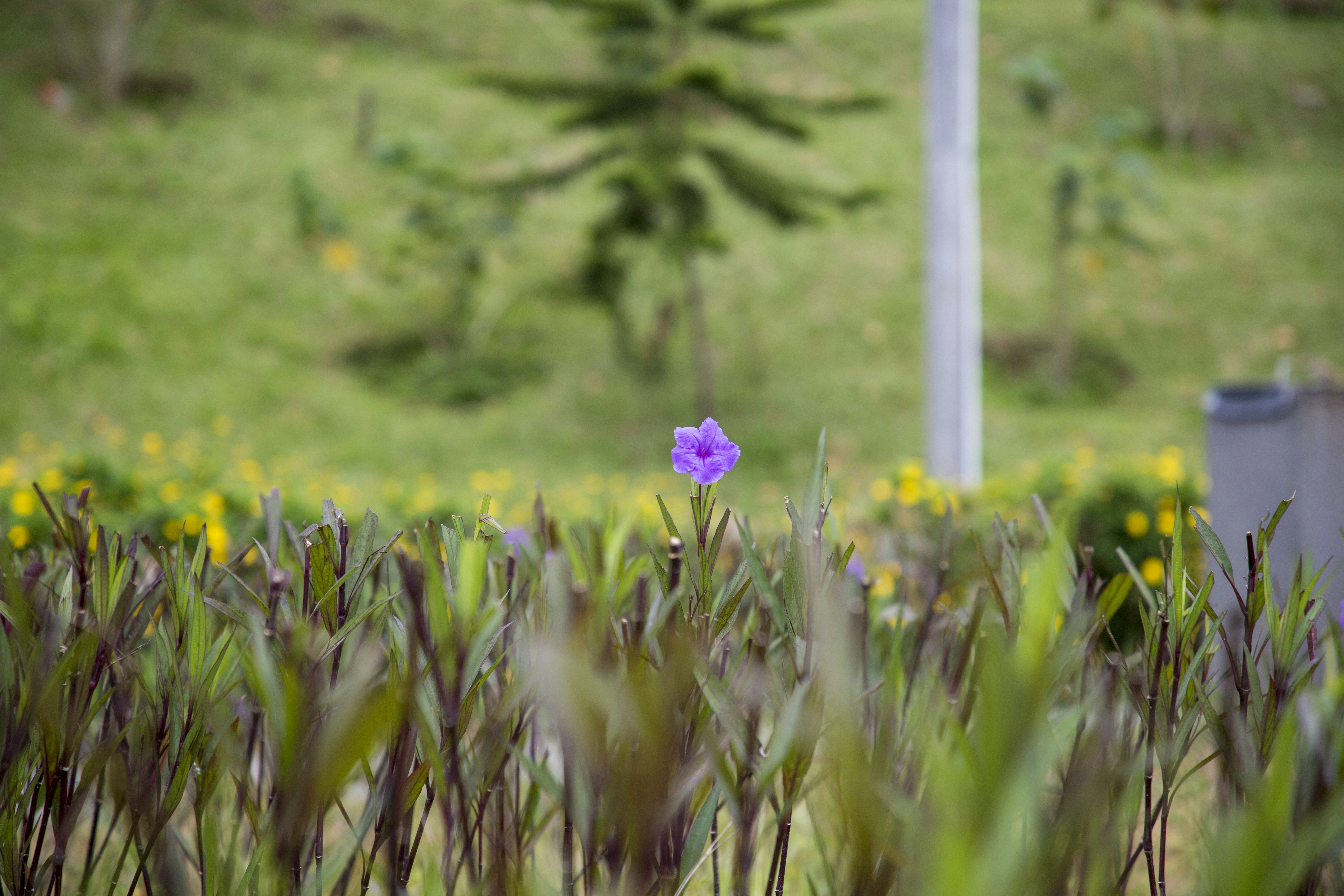 Une seule fleur violette est au milieu d’un champ photo – Photo ...
