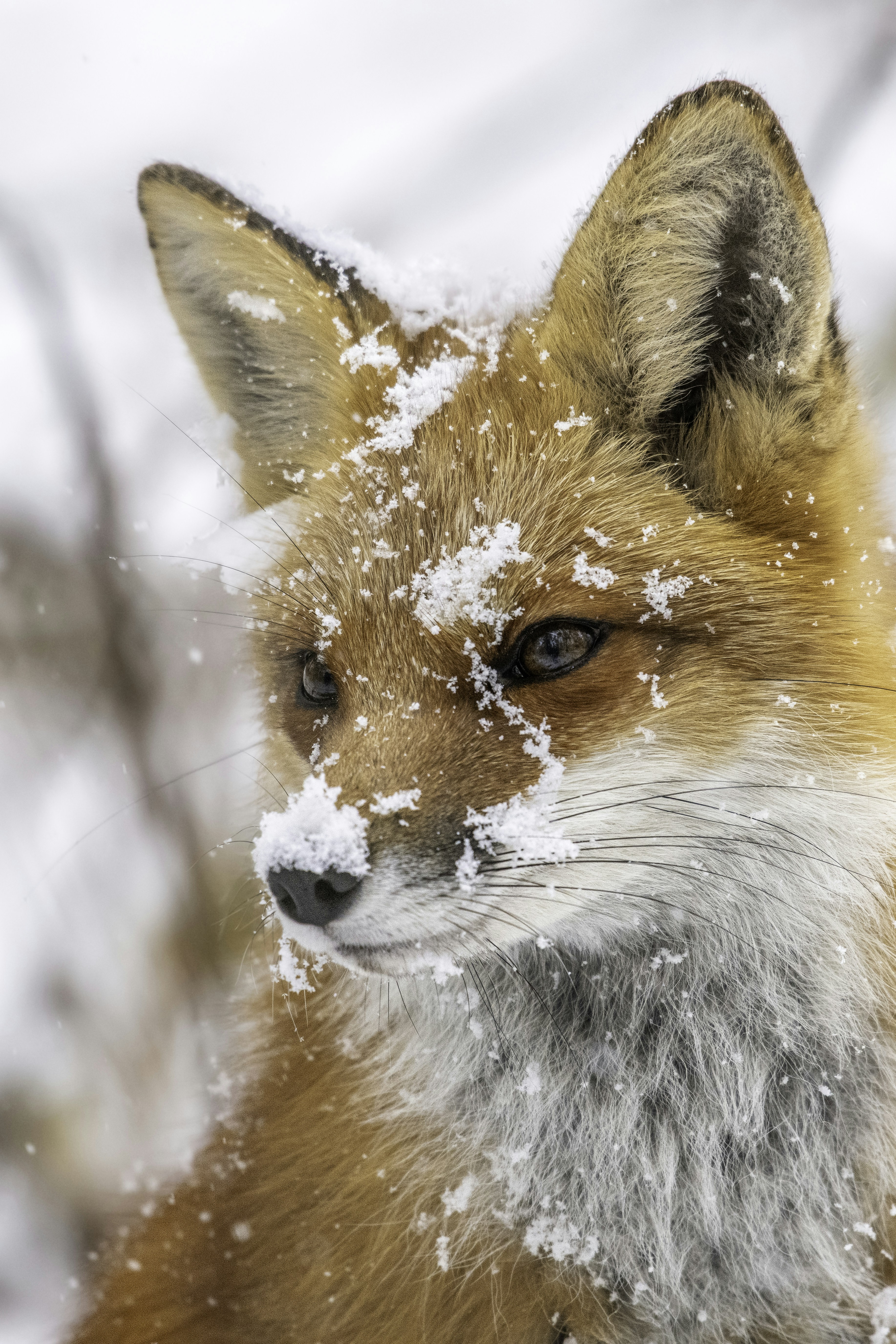 A red fox adorned with snowflakes, gazing intently amidst a snowy landscape. The scene captures the essence of winter’s beauty and wildlife resilience.