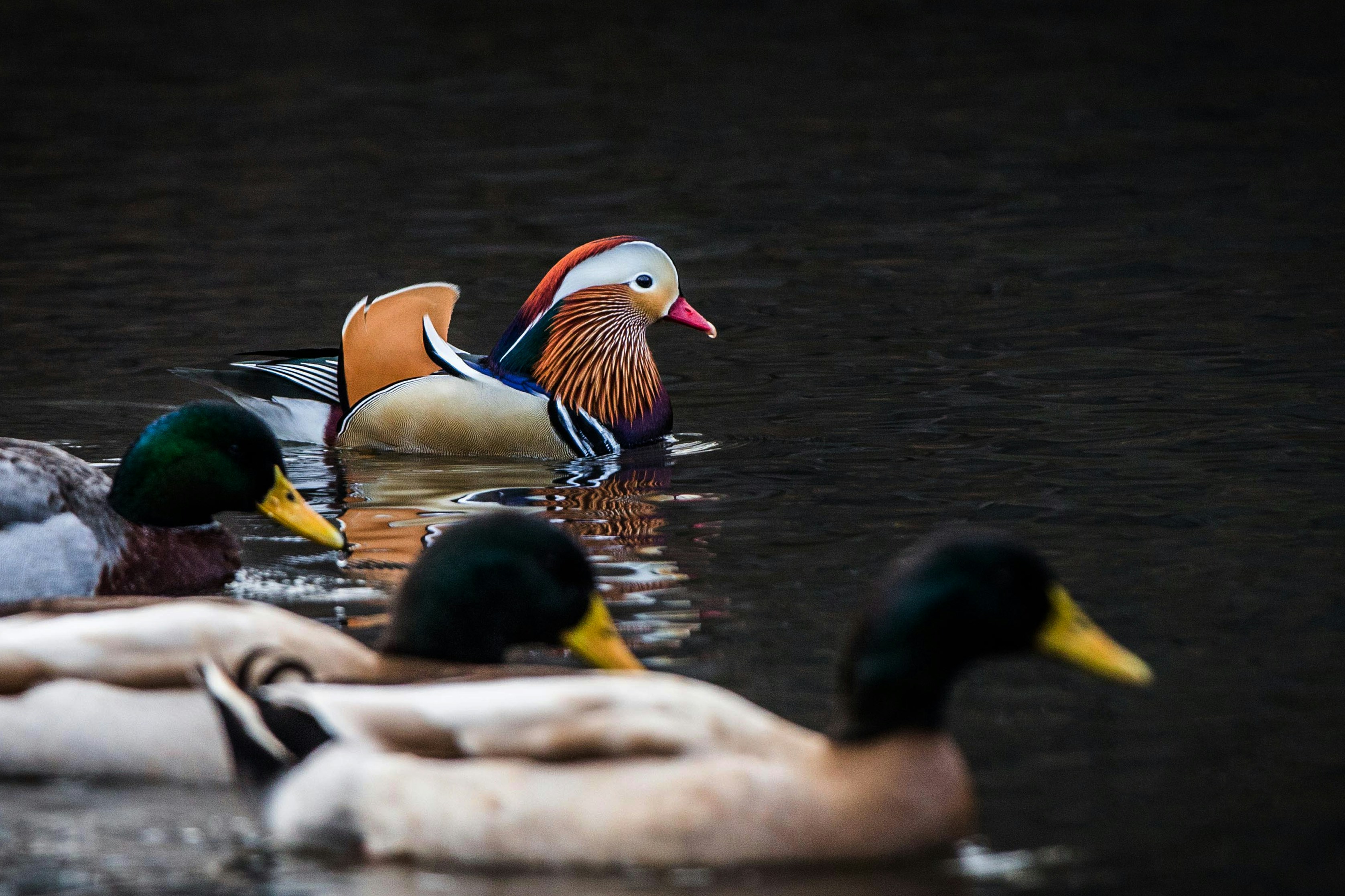 Vivid Mandarin Moment: A Mandarin Drake Leading the School on Quiet Water