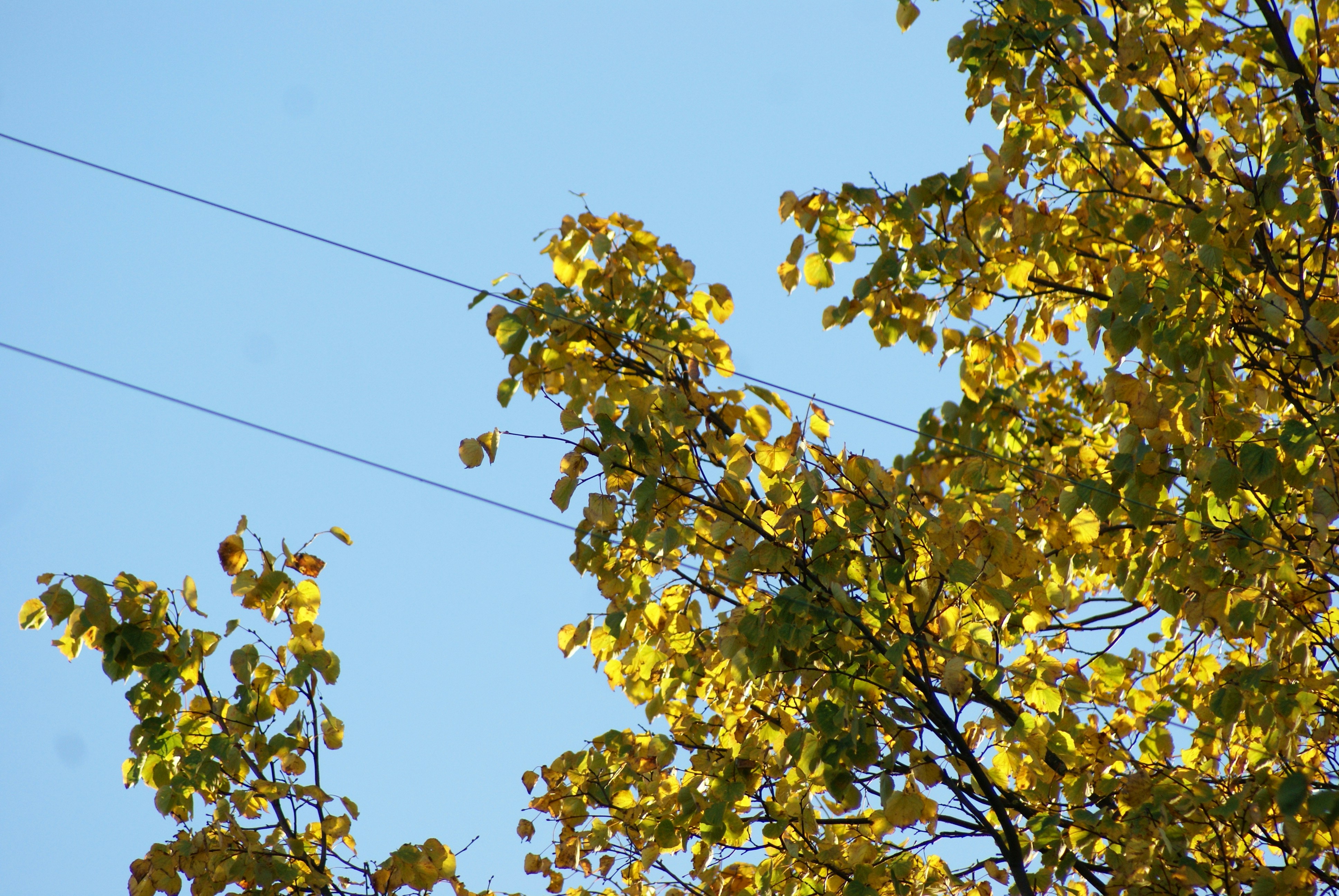 Golden leaves of a tree against a clear blue sky, with power lines subtly intersecting the scene.