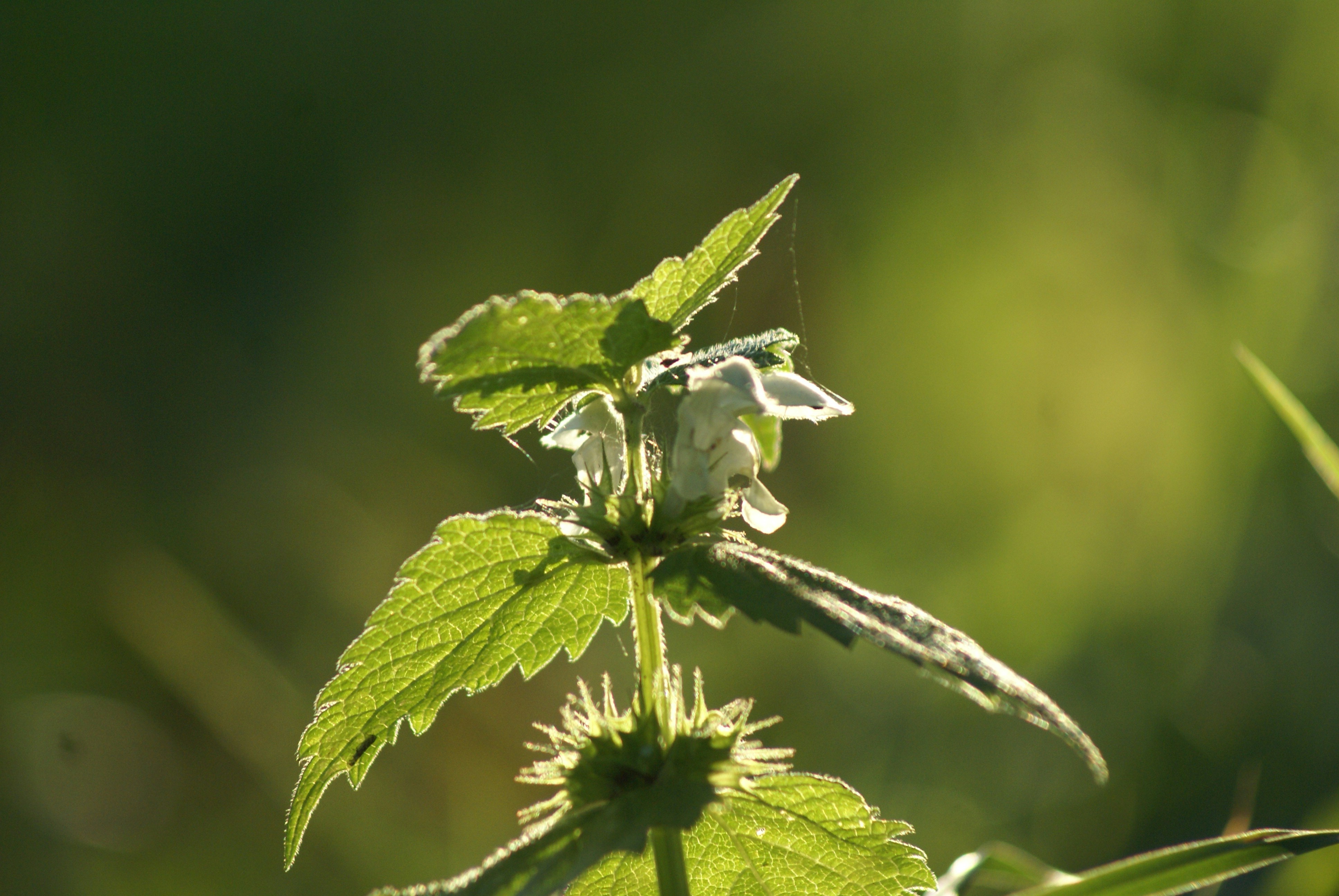 Sunlit Buds on a Delicate Stem Amid Soft Green Bokeh